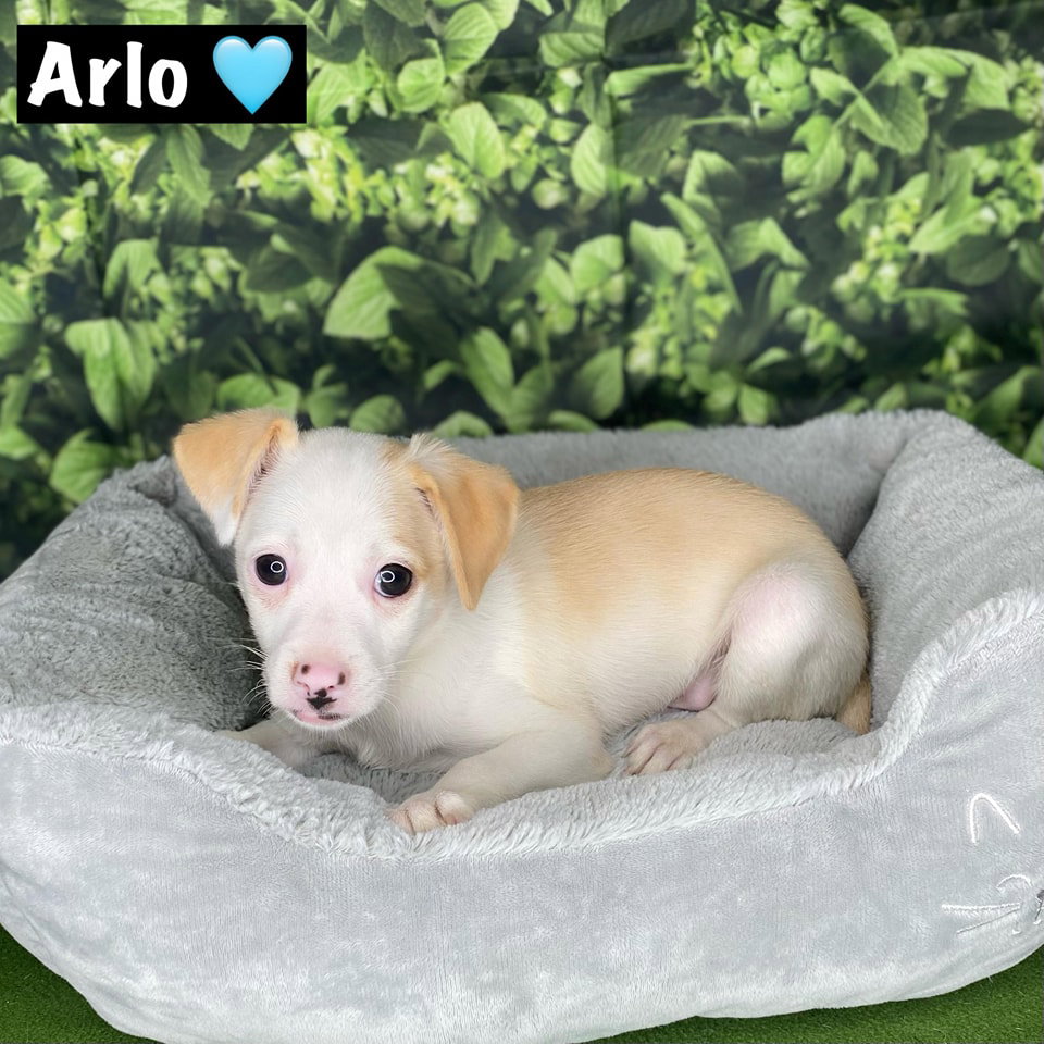 Dog adoption in Modesto, CA 95355: Terrier / Chihuahua Dog "Arlo"