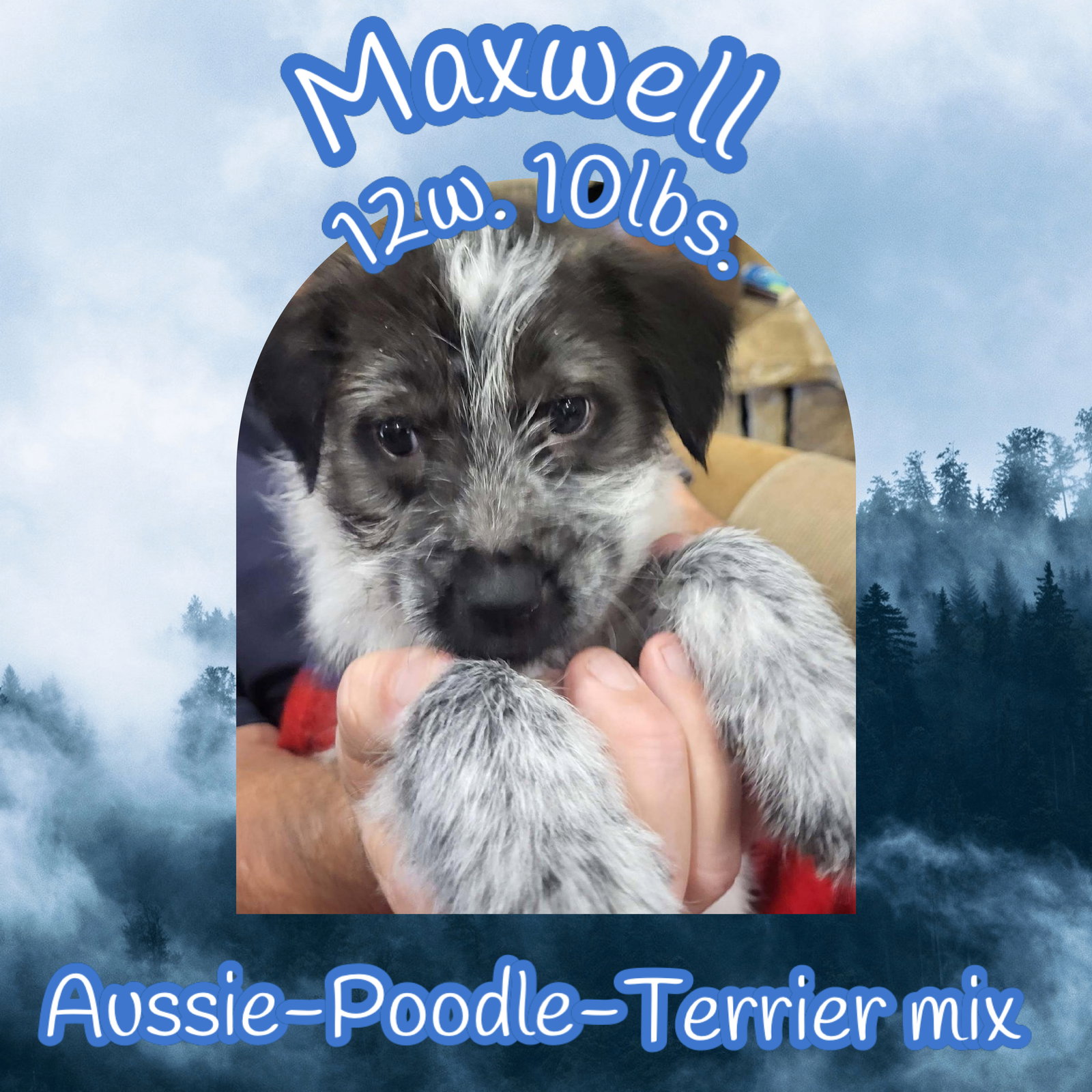 Dog for Adoption - M Pups Maxwell, a Border Collie in Fort Worth, TX ...