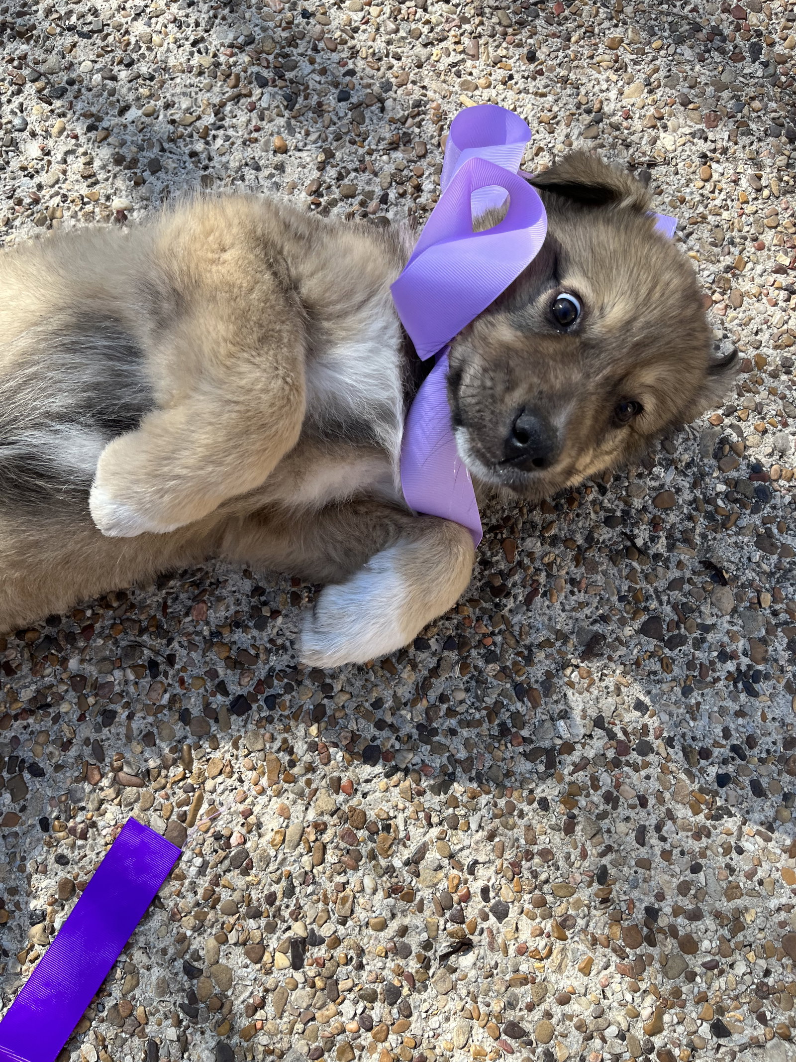 Dog for Adoption - Allie, a Australian Shepherd in Bedford, TX | Alpha Paw