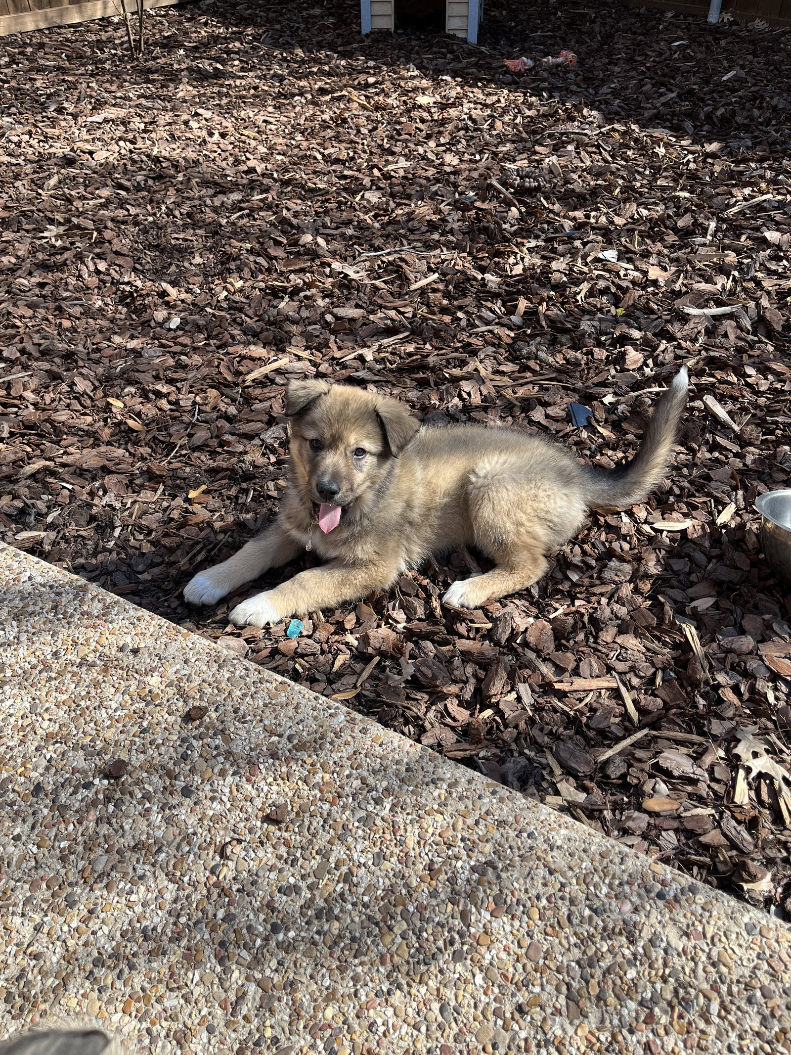 Dog for Adoption - Allie, a Australian Shepherd in Bedford, TX | Alpha Paw