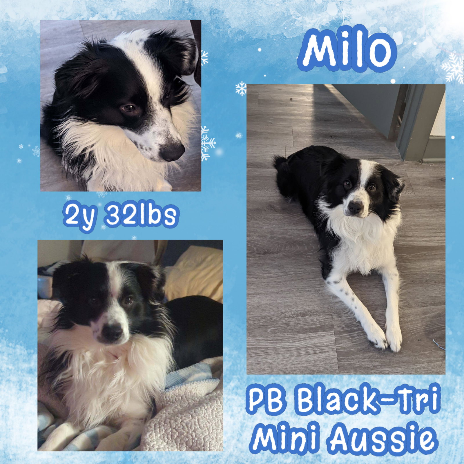 Dog for Adoption - Milo, a Australian Shepherd in Kemp, TX | Alpha Paw