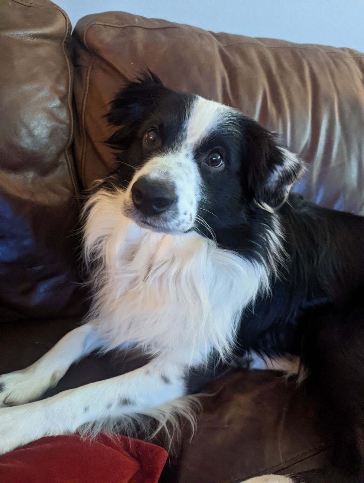 Dog for Adoption - Milo, a Australian Shepherd in Josephine, TX | Alpha Paw