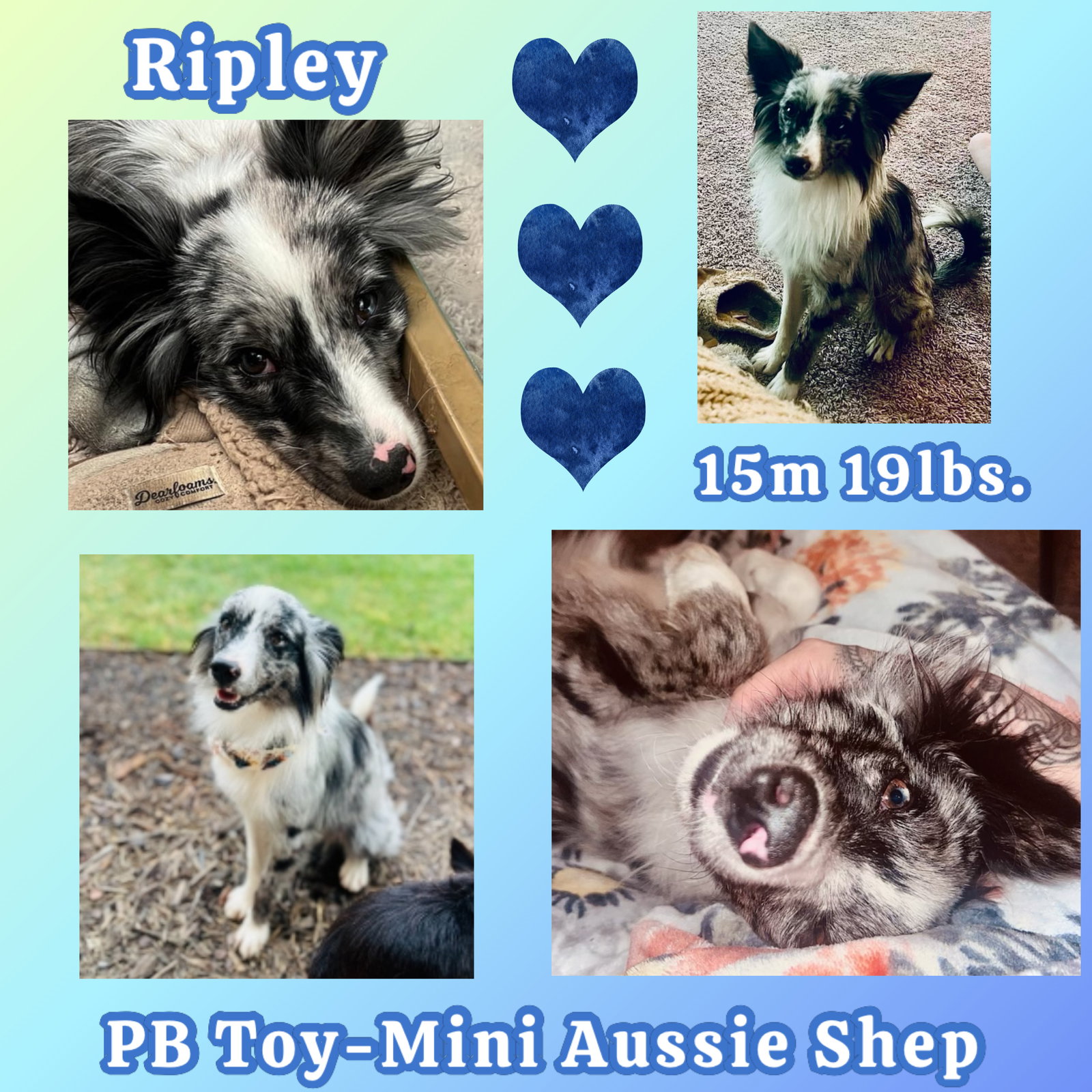 Dog for Adoption - Ripley, a Australian Shepherd in Kaufman County, TX ...