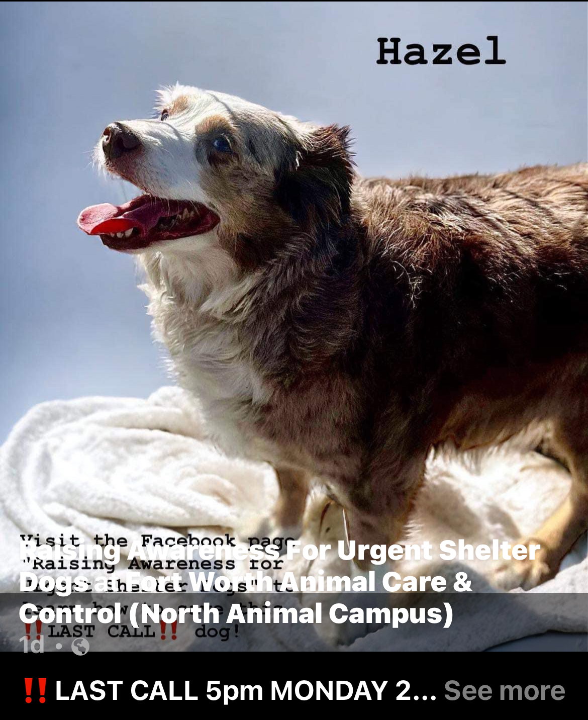 Dog for Adoption - Hazel, a Australian Shepherd in Gainesville, TX ...
