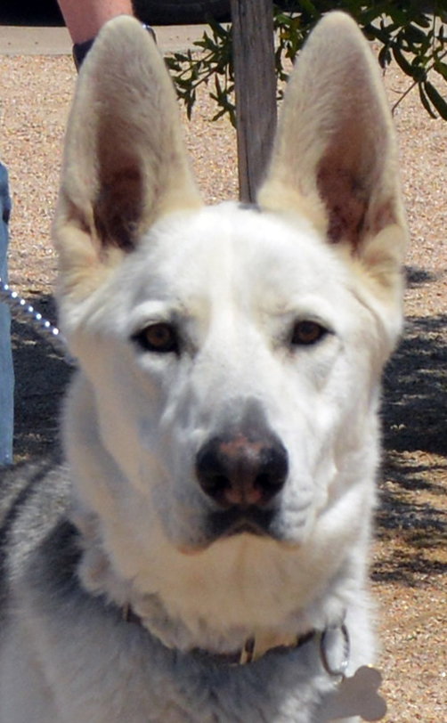 Dog for Adoption - Houston, a German Shepherd Dog in Wickenburg, AZ ...