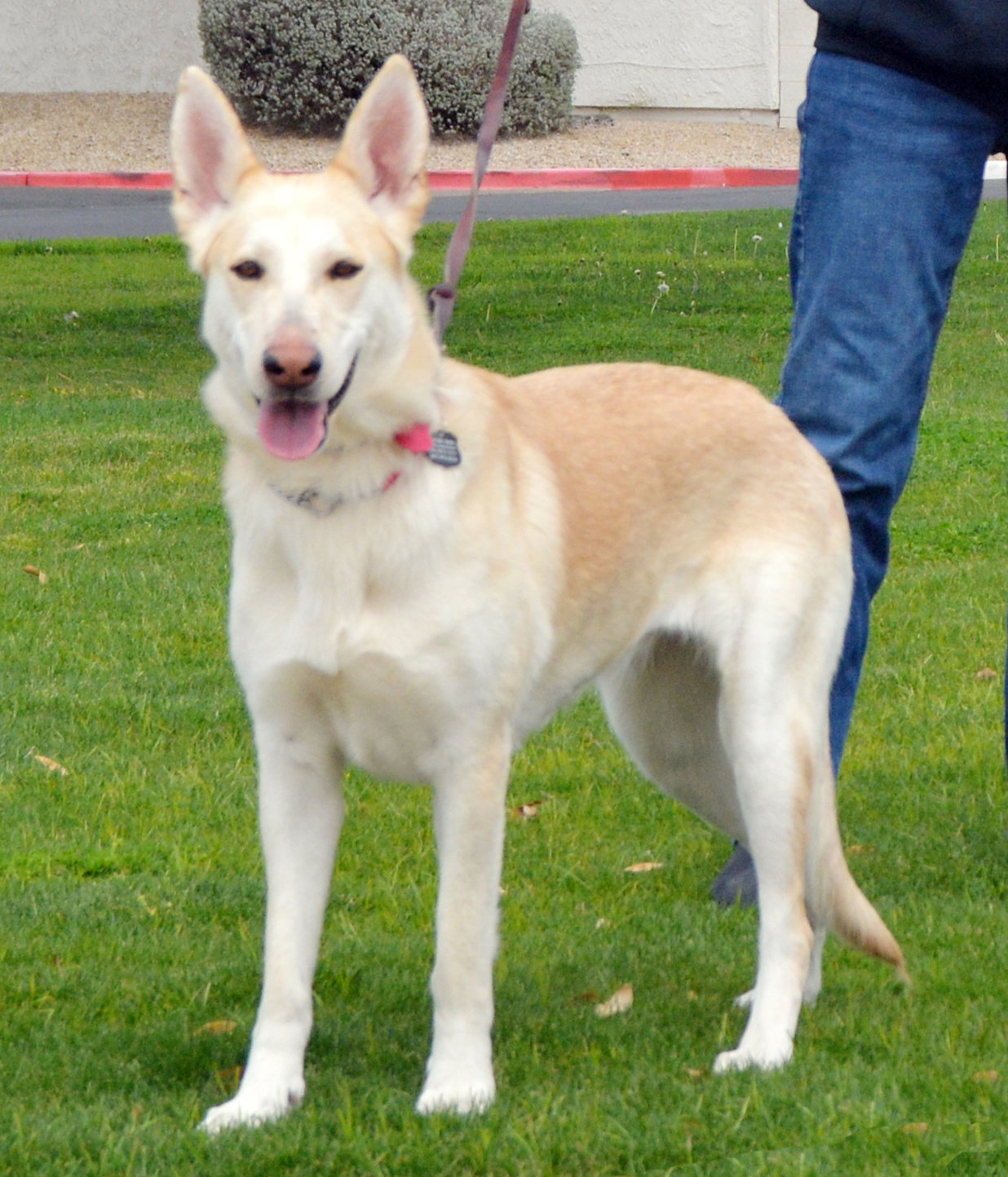 Dog for Adoption - Apollonia, a German Shepherd Dog in Apache Junction ...
