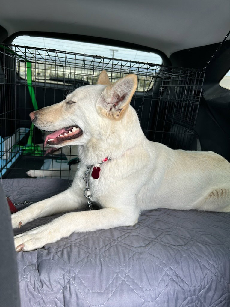 Dog for Adoption - Cindy, a German Shepherd Dog in Cave Creek, AZ ...