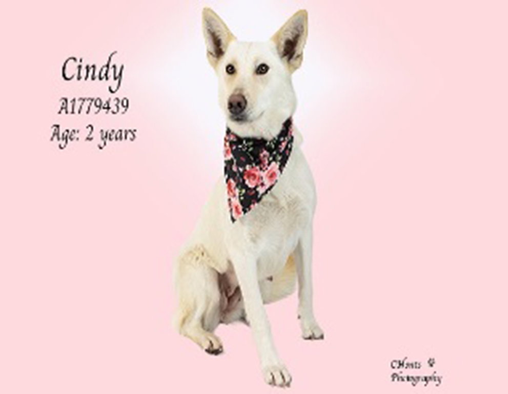 Dog for Adoption - Cindy, a German Shepherd Dog in Cave Creek, AZ ...