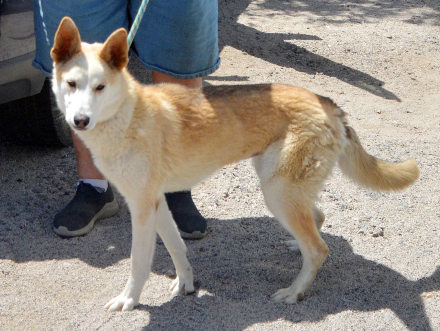 Dog for Adoption - Ella, a German Shepherd Dog in Sun City West, AZ ...