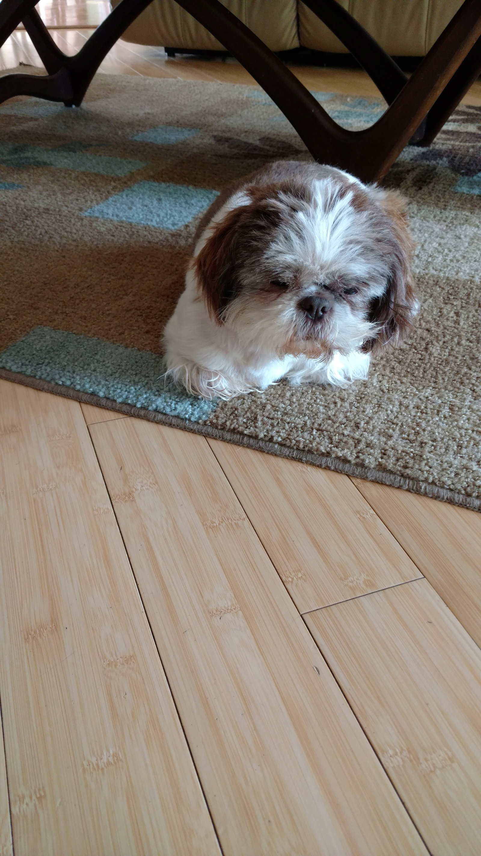 Dog for Adoption - Aggie, a Shih Tzu in Utica, NY | Alpha Paw