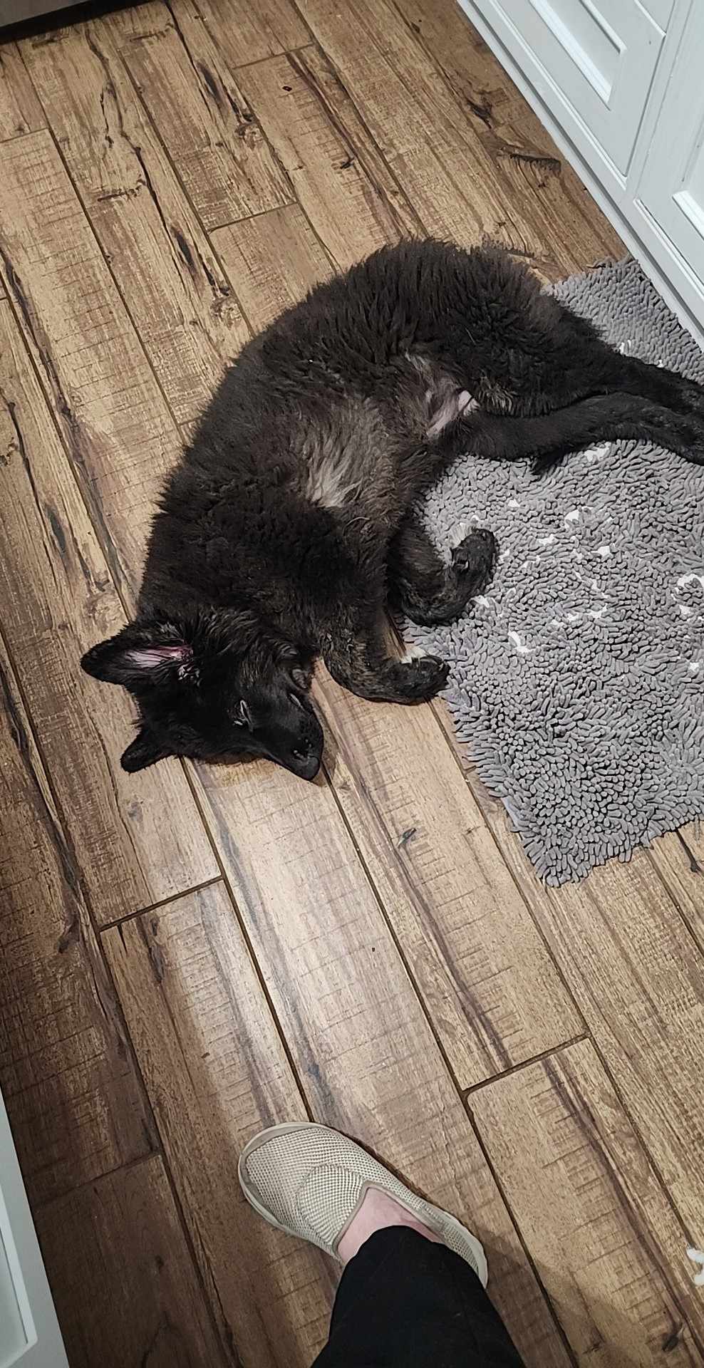 Dog for Adoption - Brie, a German Shepherd Dog in Albany, NY | Alpha Paw