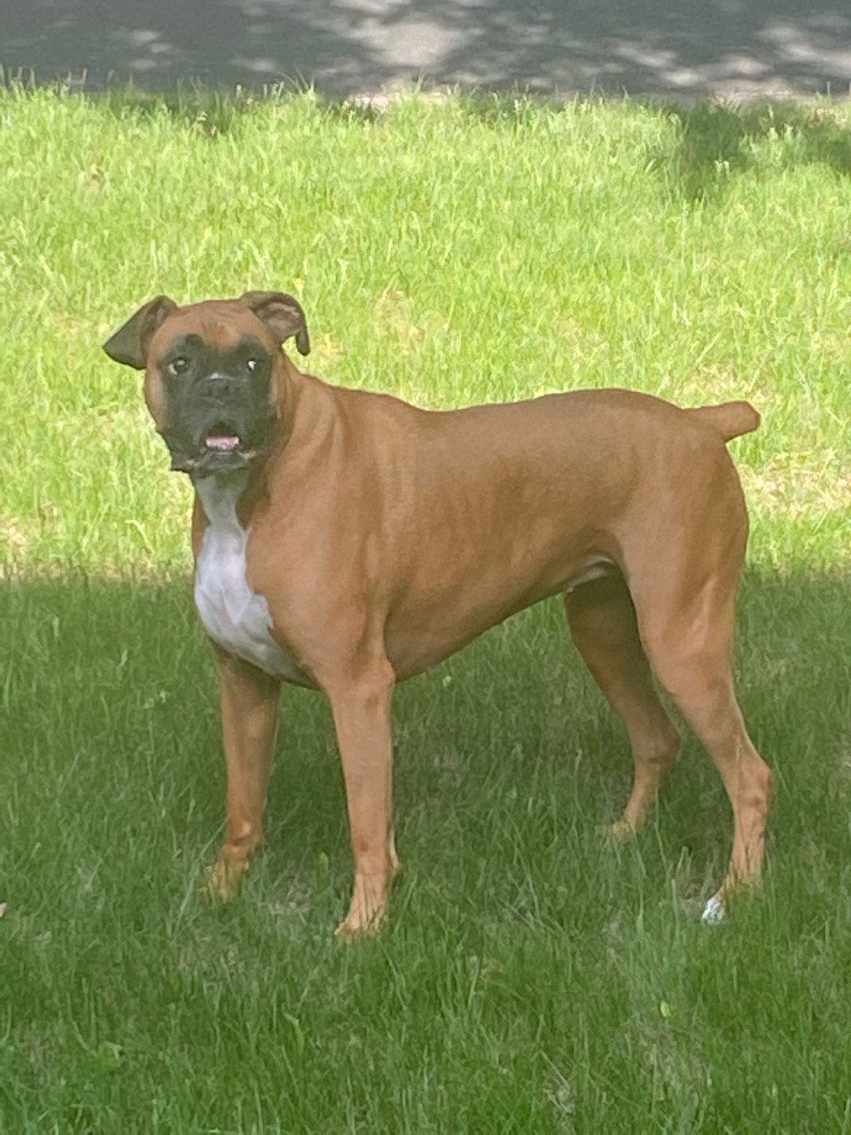 Dog for Adoption - Charlotte, a Boxer in Andover, MN | Alpha Paw