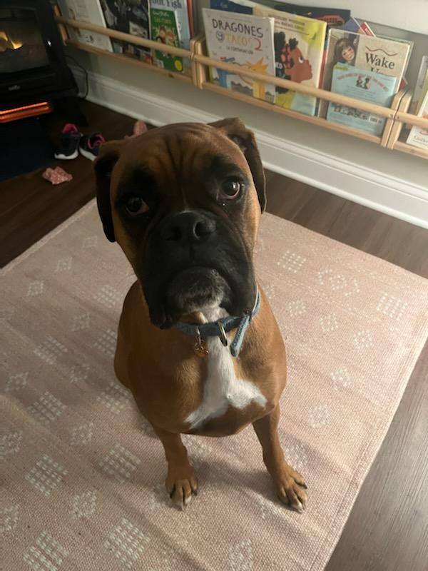 Dog for Adoption - Canelo, a Boxer in Bloomington, MN | Alpha Paw