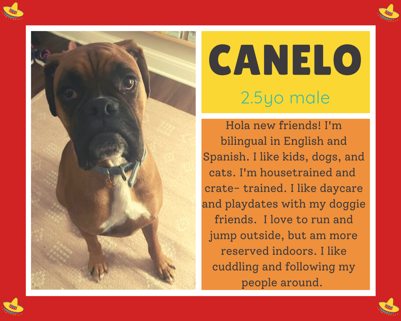 Dog for Adoption - Canelo, a Boxer in Bloomington, MN | Alpha Paw