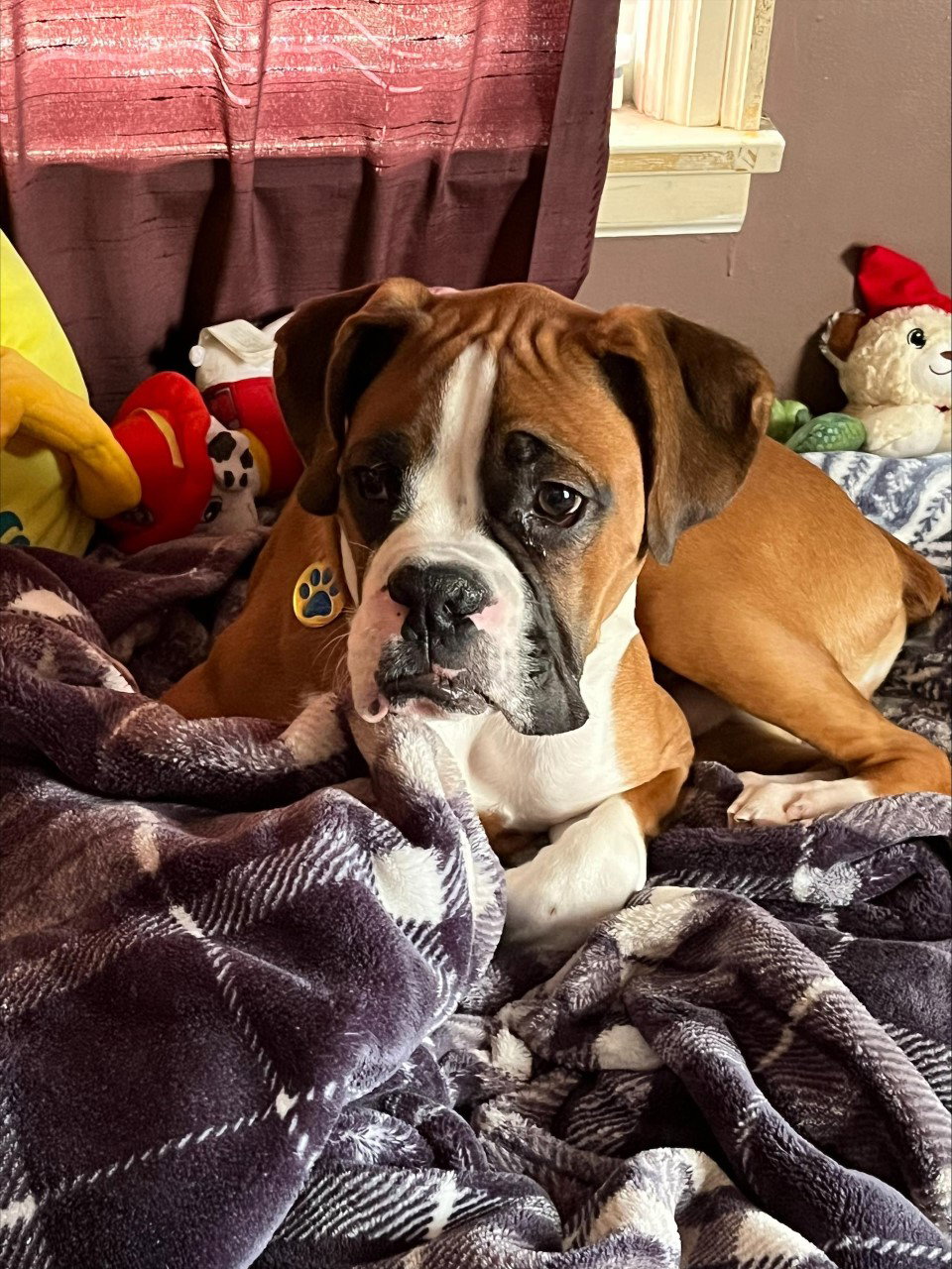 Dog for Adoption - Rubble, a Boxer in Shoreview, MN | Alpha Paw
