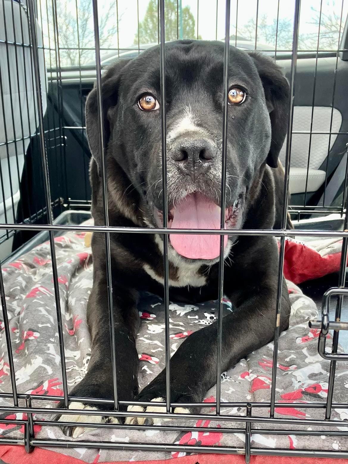 Dog for Adoption - Kepler *Adoption Pending*, a Black Labrador ...