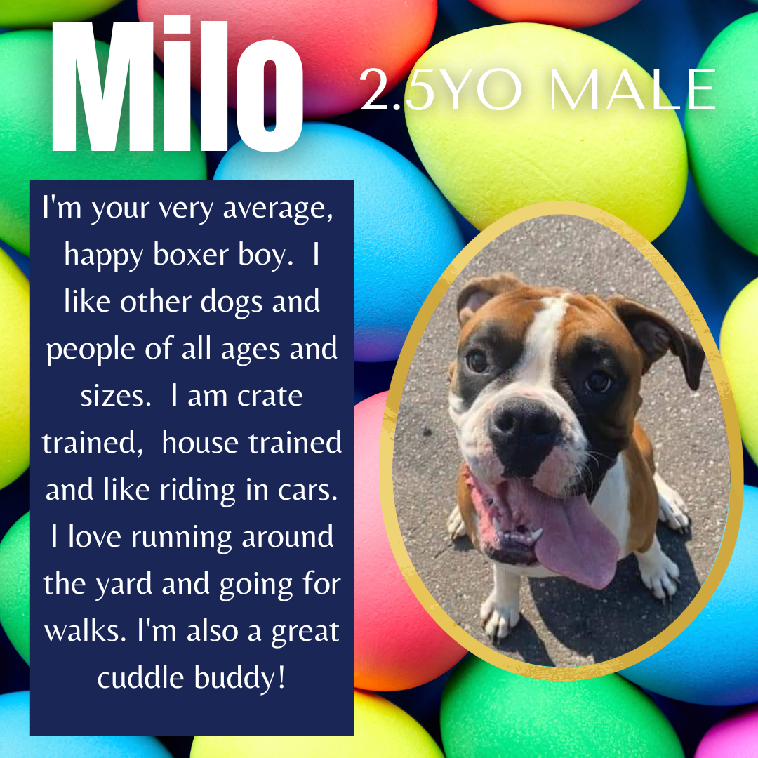 Dog for Adoption - Milo, a Boxer in Eagan, MN | Alpha Paw
