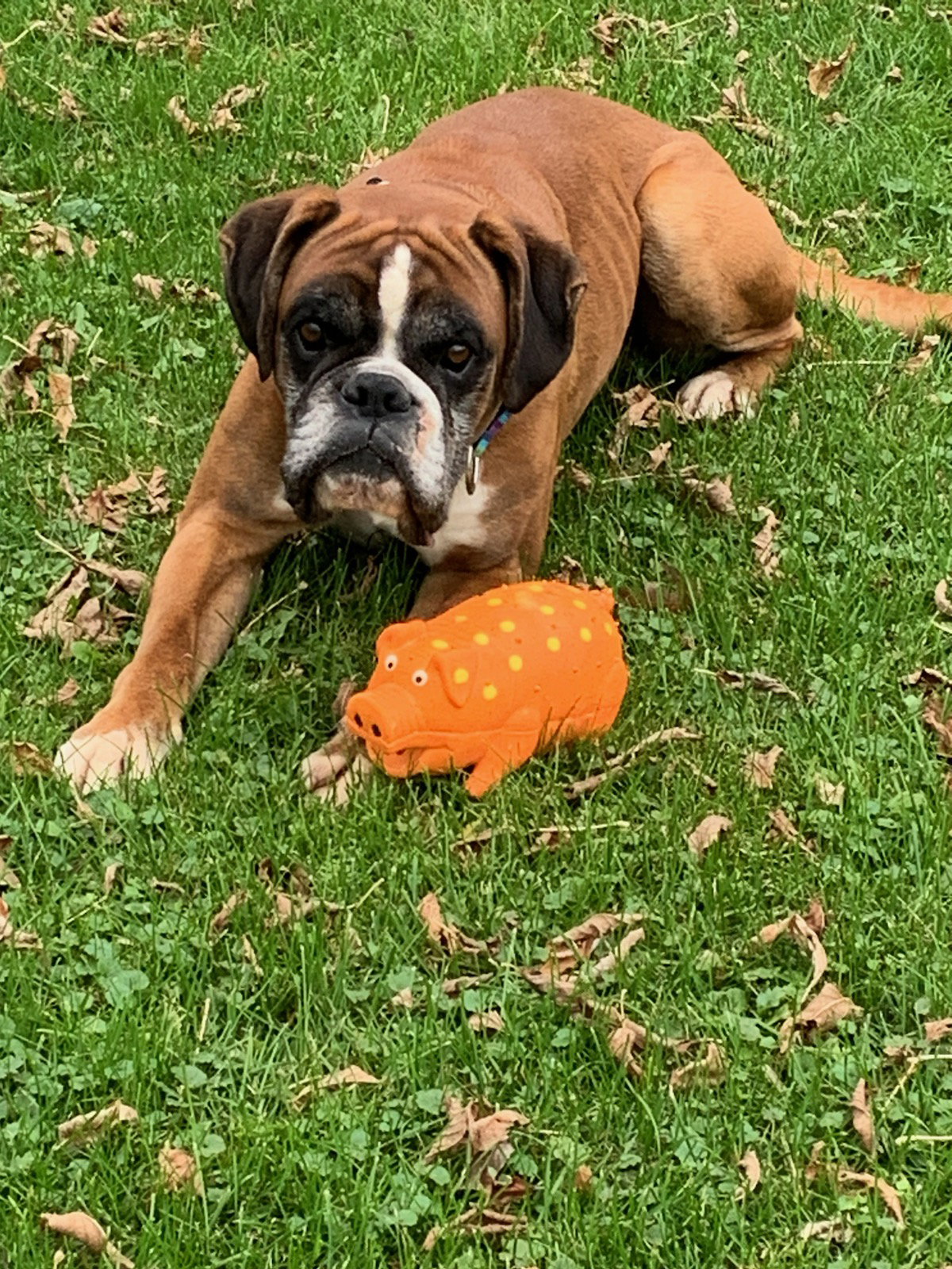 Dog for Adoption - Jax, a Boxer in Saint Paul, MN | Alpha Paw