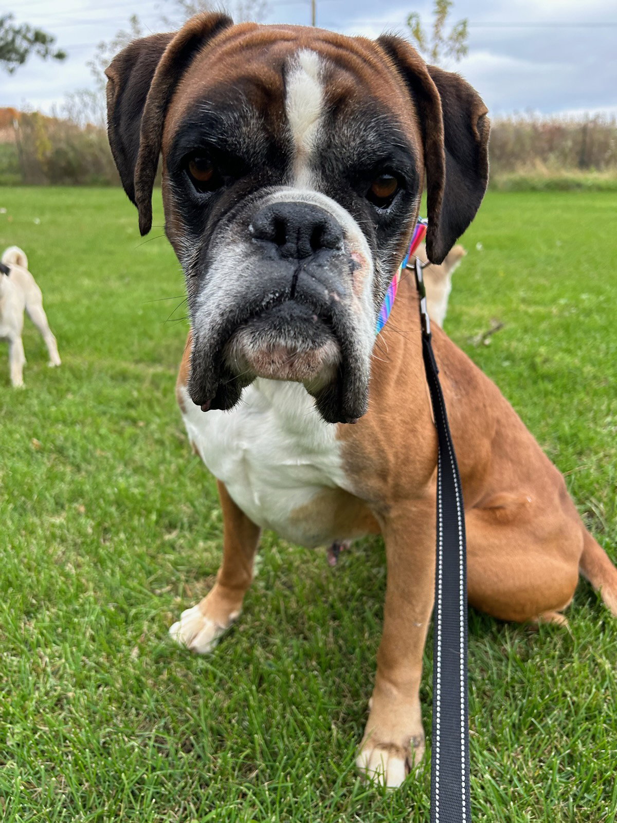 Dog for Adoption - Jax, a Boxer in Saint Paul, MN | Alpha Paw