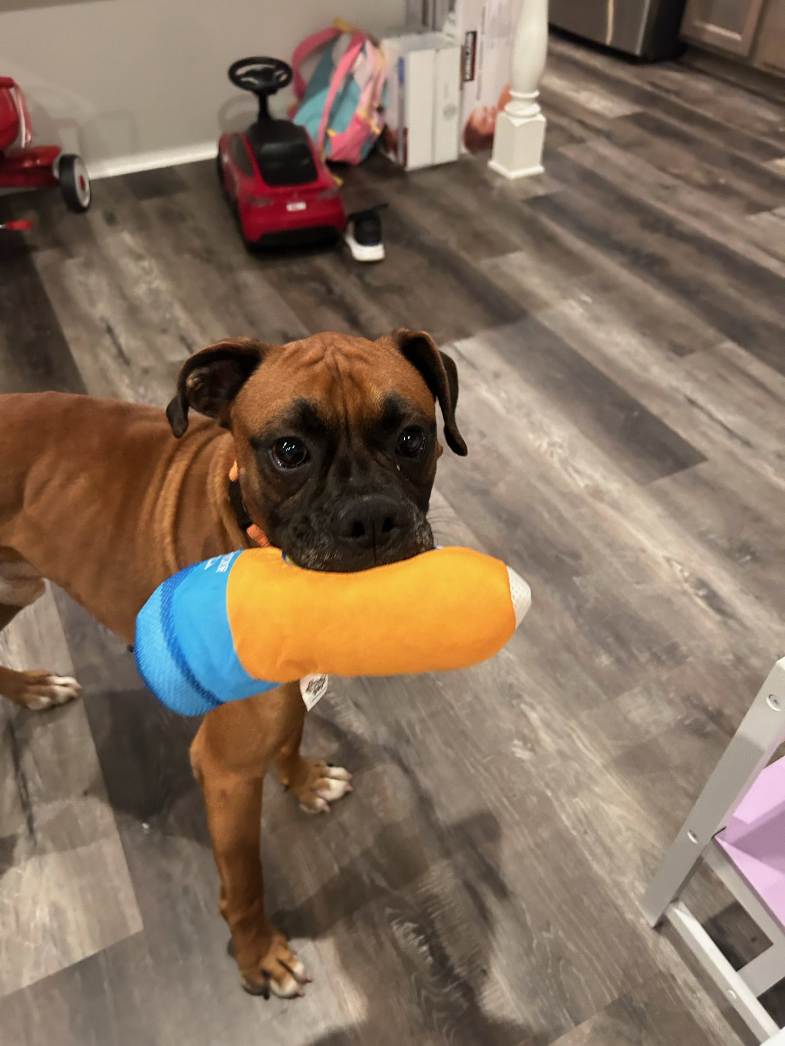 Dog for Adoption - Jake *Adoption Pending*, a Boxer in Faribault, MN ...