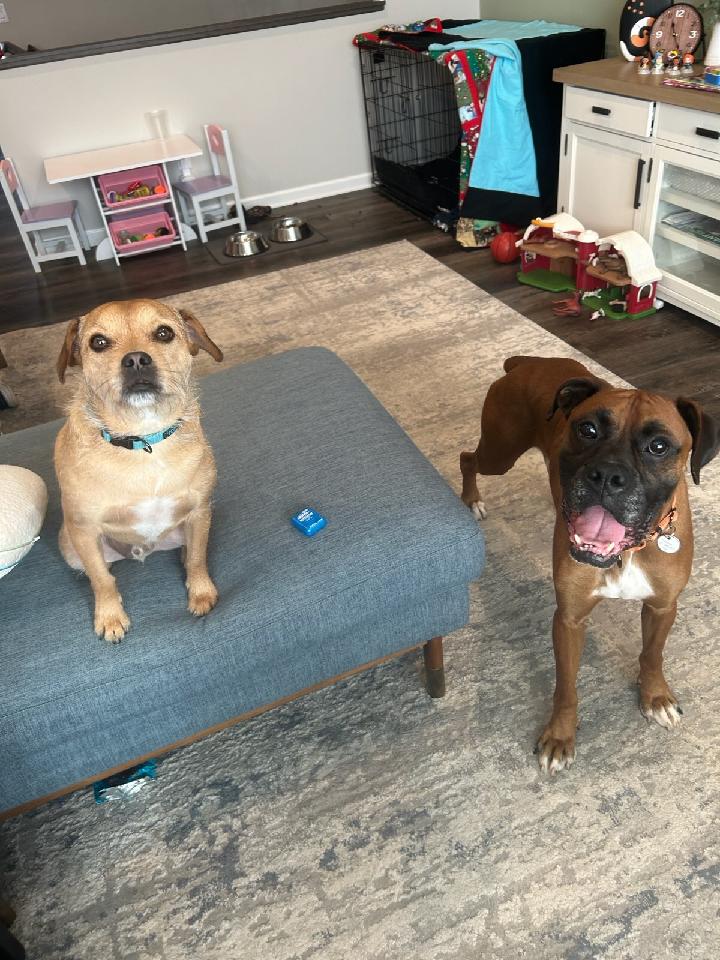 Dog for Adoption - Jake, a Boxer in Saint Paul, MN | Alpha Paw
