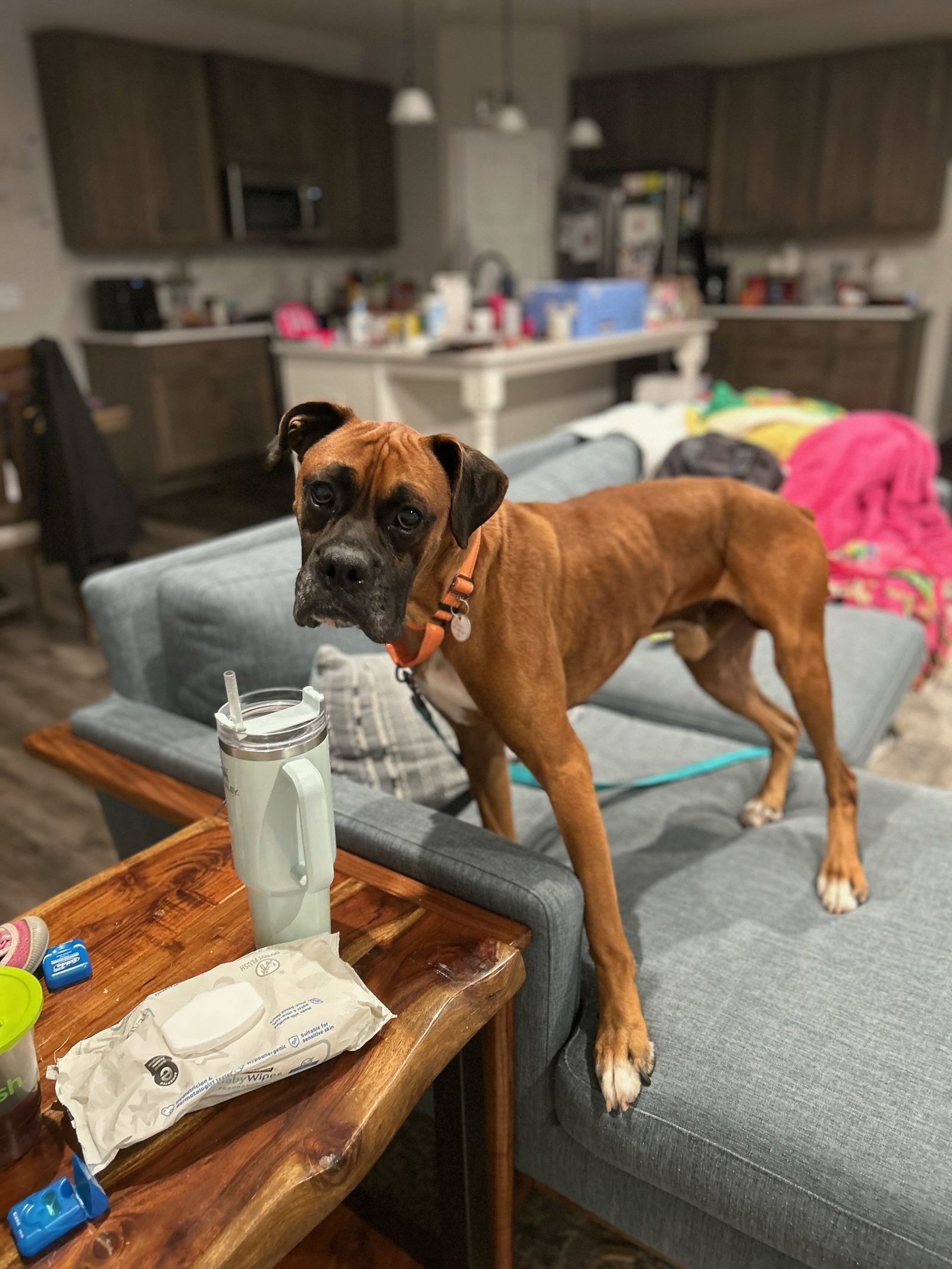 Dog for Adoption - Jake *Adoption Pending*, a Boxer in Faribault, MN ...