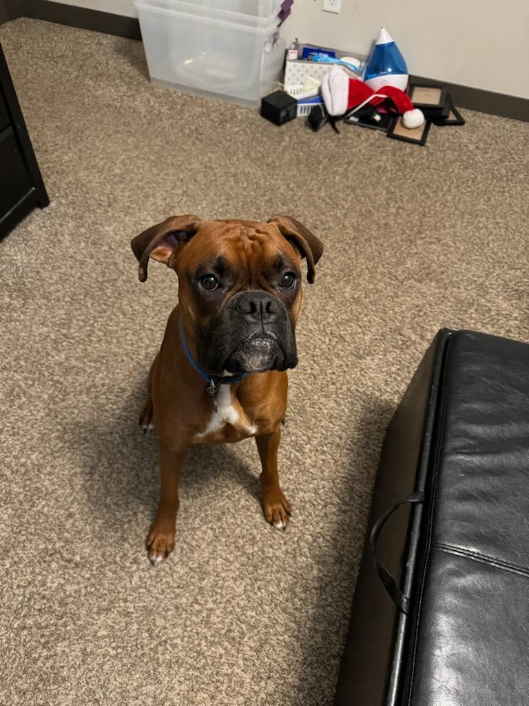 Dog for Adoption - Mikko, a Boxer in Maple Grove, MN | Alpha Paw