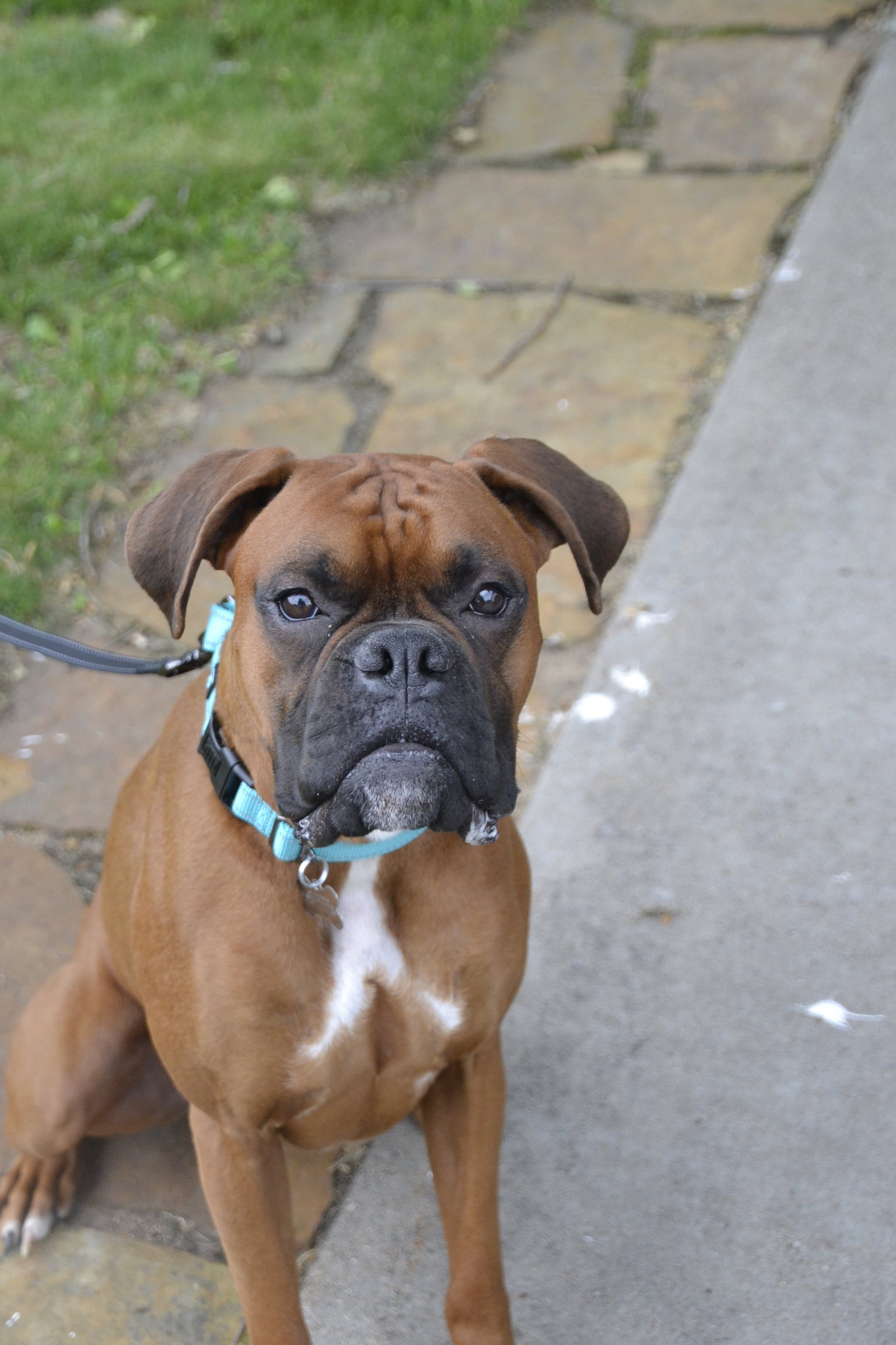 Dog for Adoption - Mikko, a Boxer in Maple Grove, MN | Alpha Paw