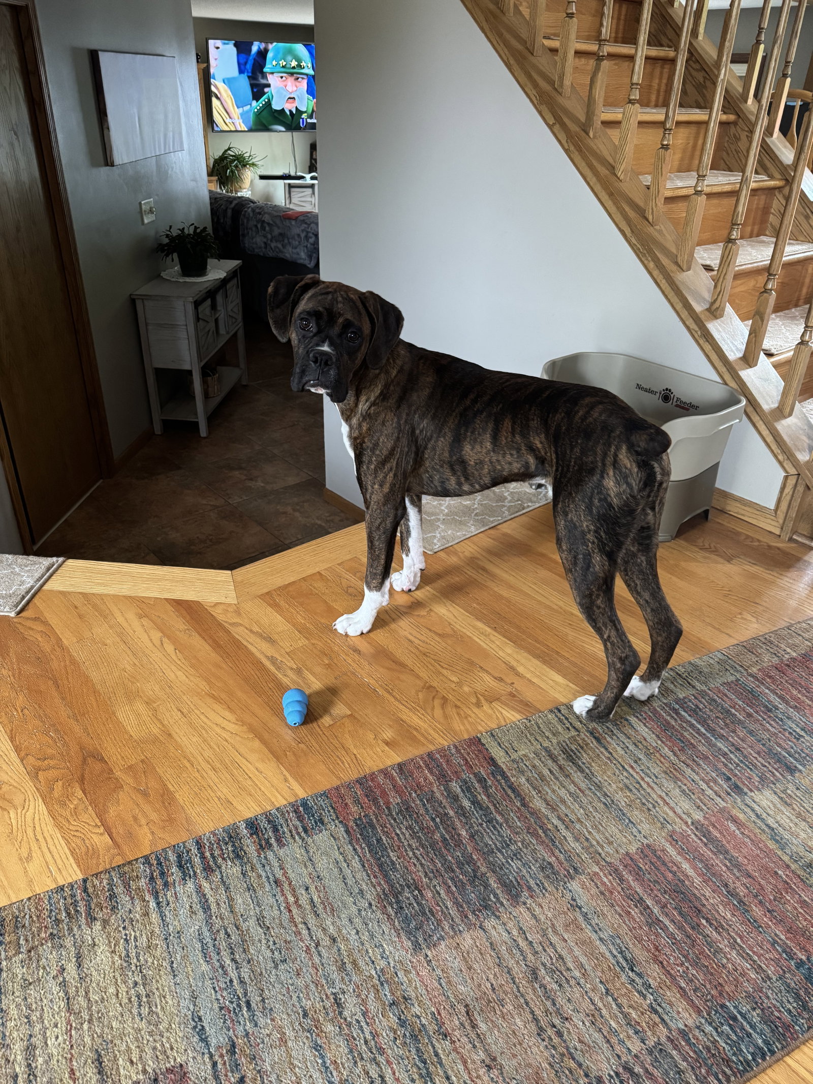 Dog for Adoption - Clark, a Boxer in Shoreview, MN | Alpha Paw