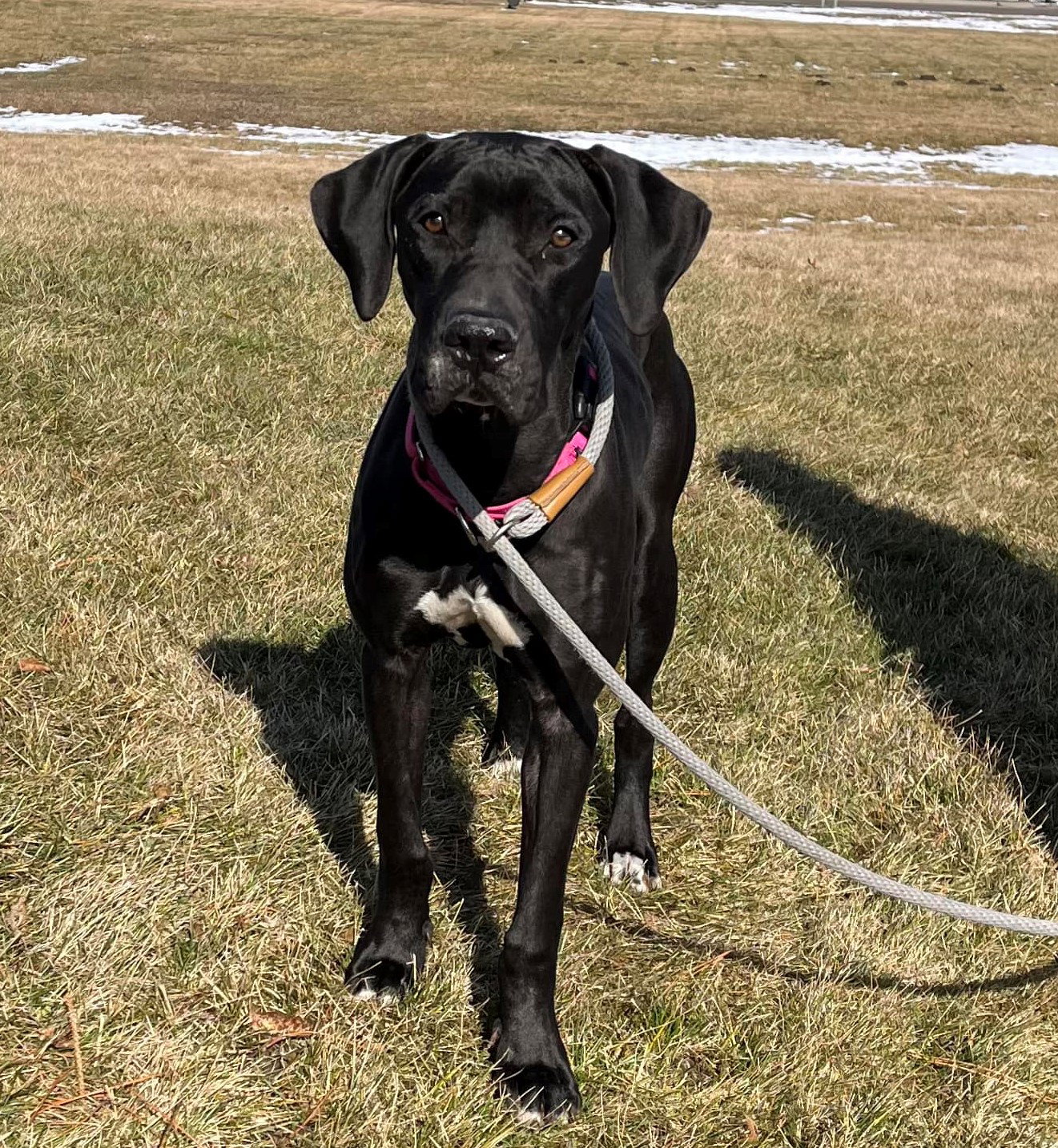 Dog for Adoption - Dora, a Great Dane in Kalkaska County, MI | Alpha Paw