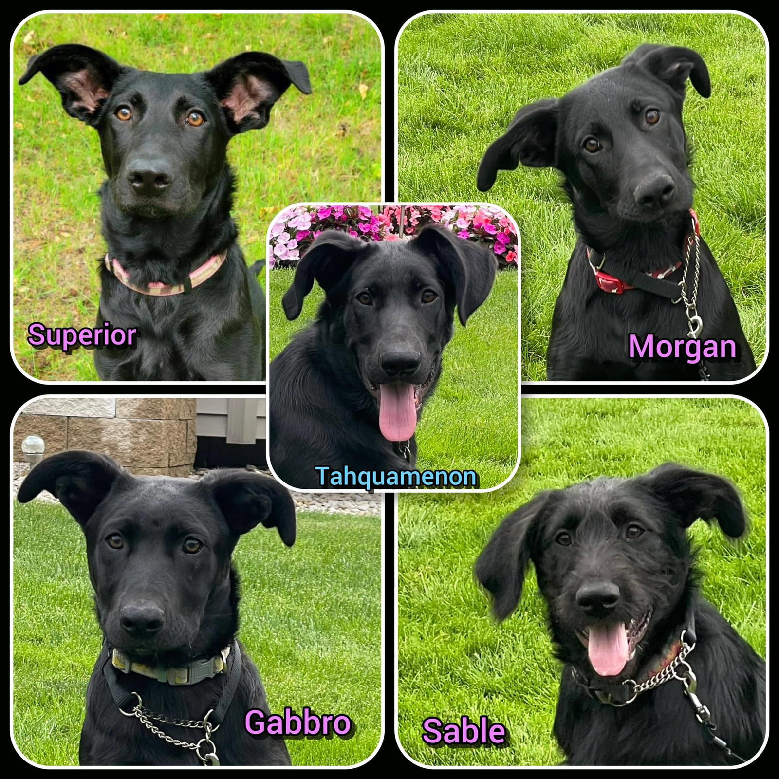 Dog for Adoption - PUPPIES! Waterfall Litter, a Shepherd in Manton, MI ...