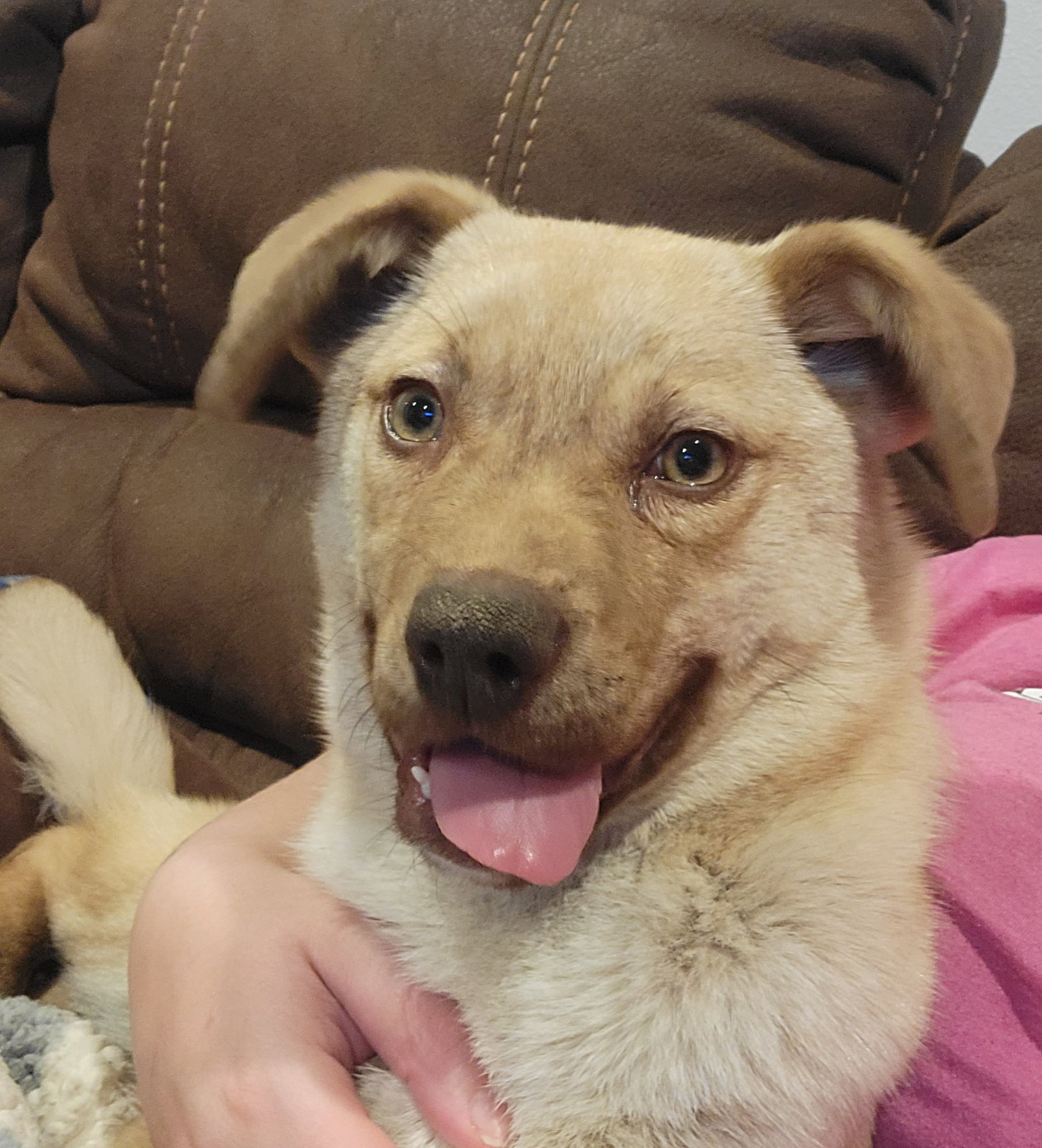 Dog for Adoption - Trixie, a Cattle Dog in Lake Stevens, WA | Alpha Paw
