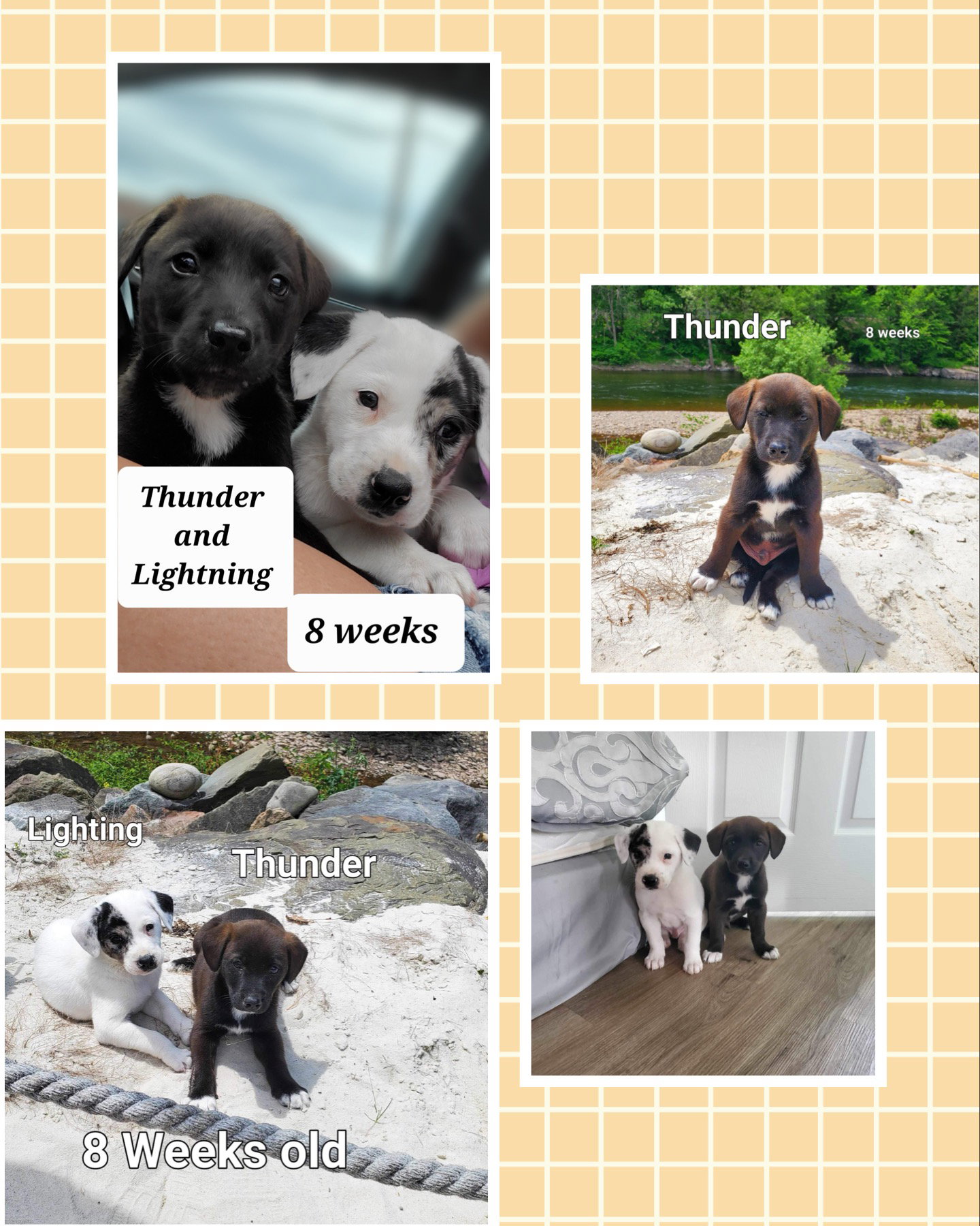Storm 1: Thunder's Web Page
