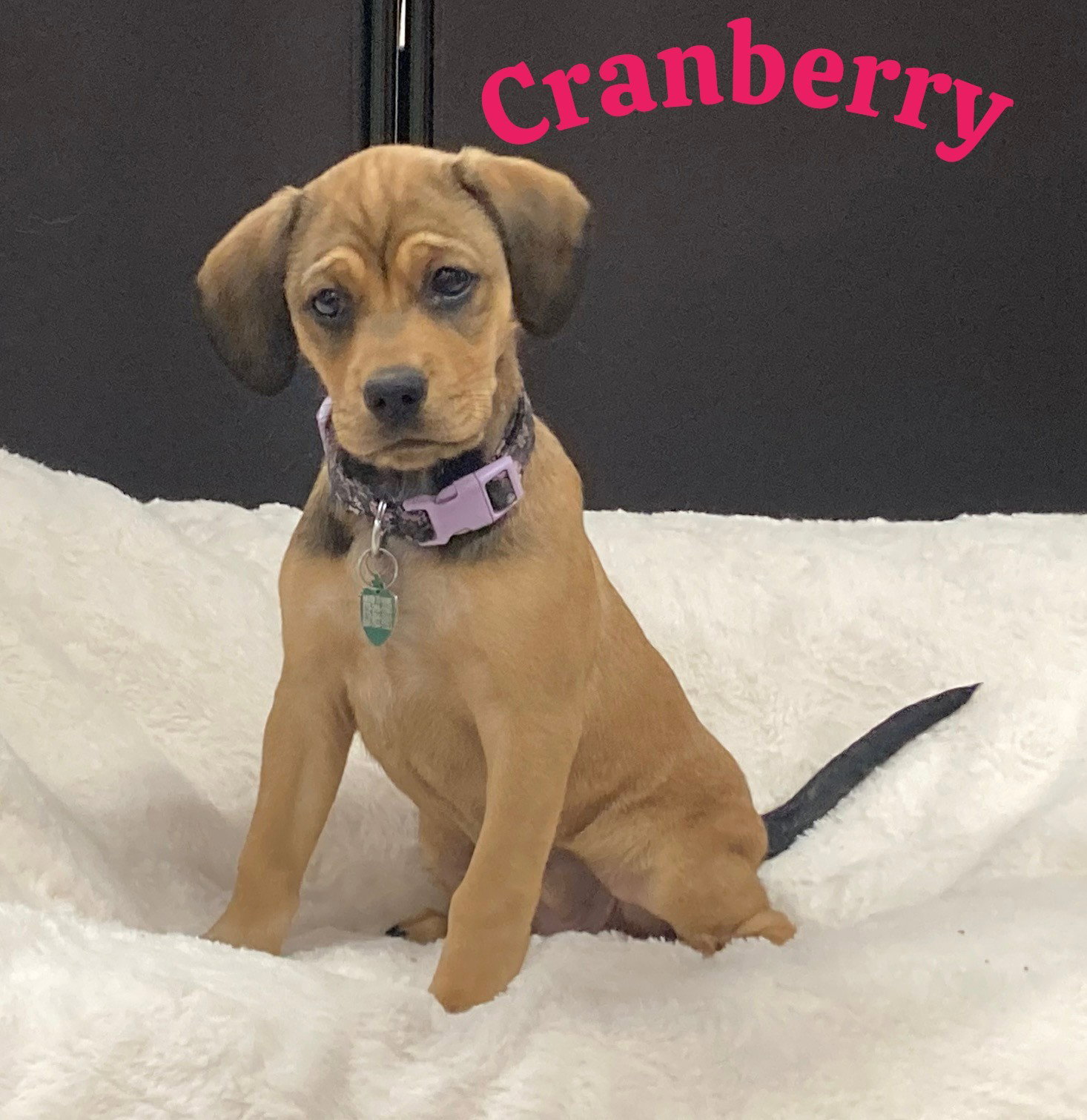 Cranberry's Web Page