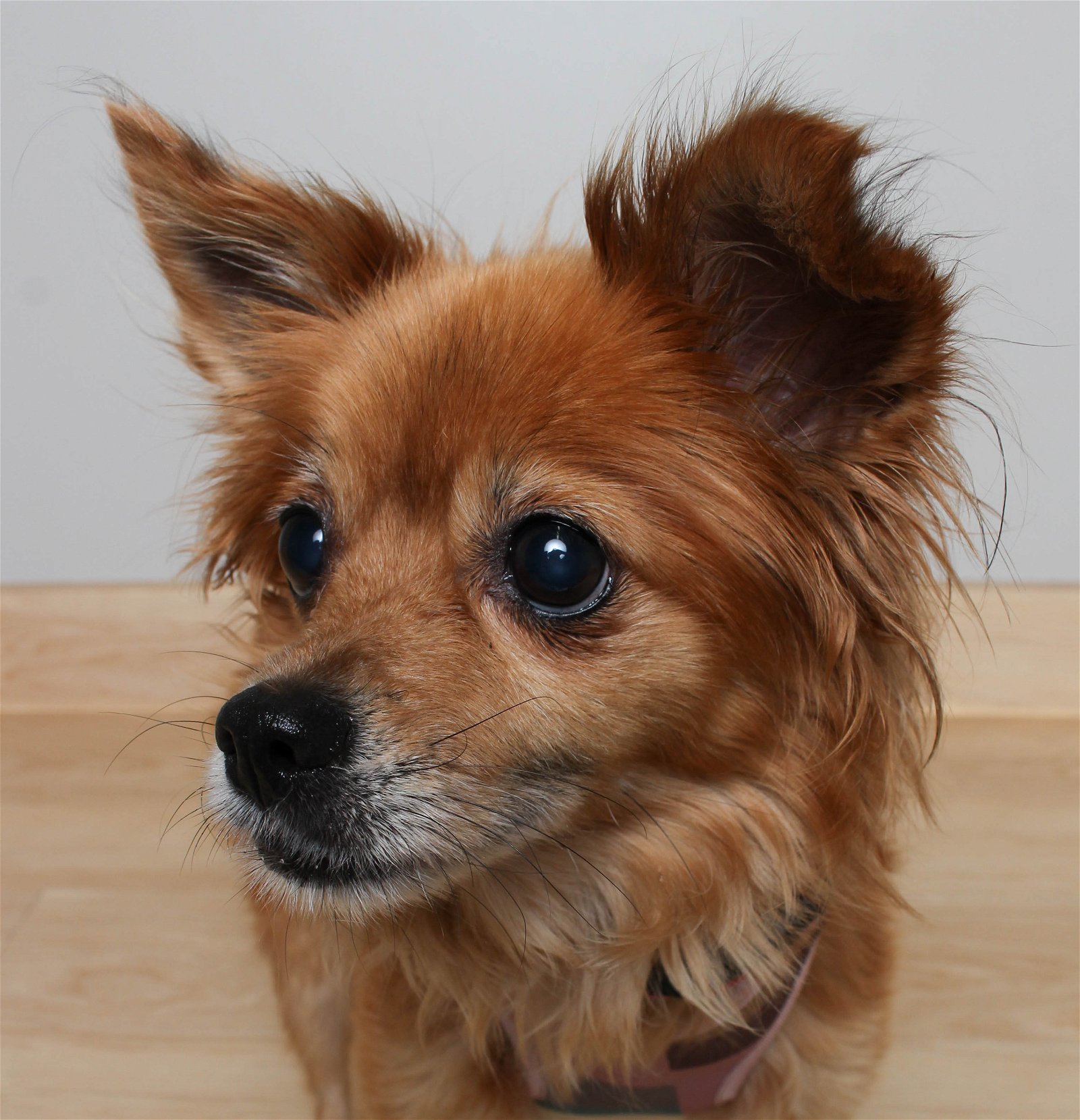 Dog for Adoption - Coconut D220925, a Papillon in Appleton, MN | Alpha Paw