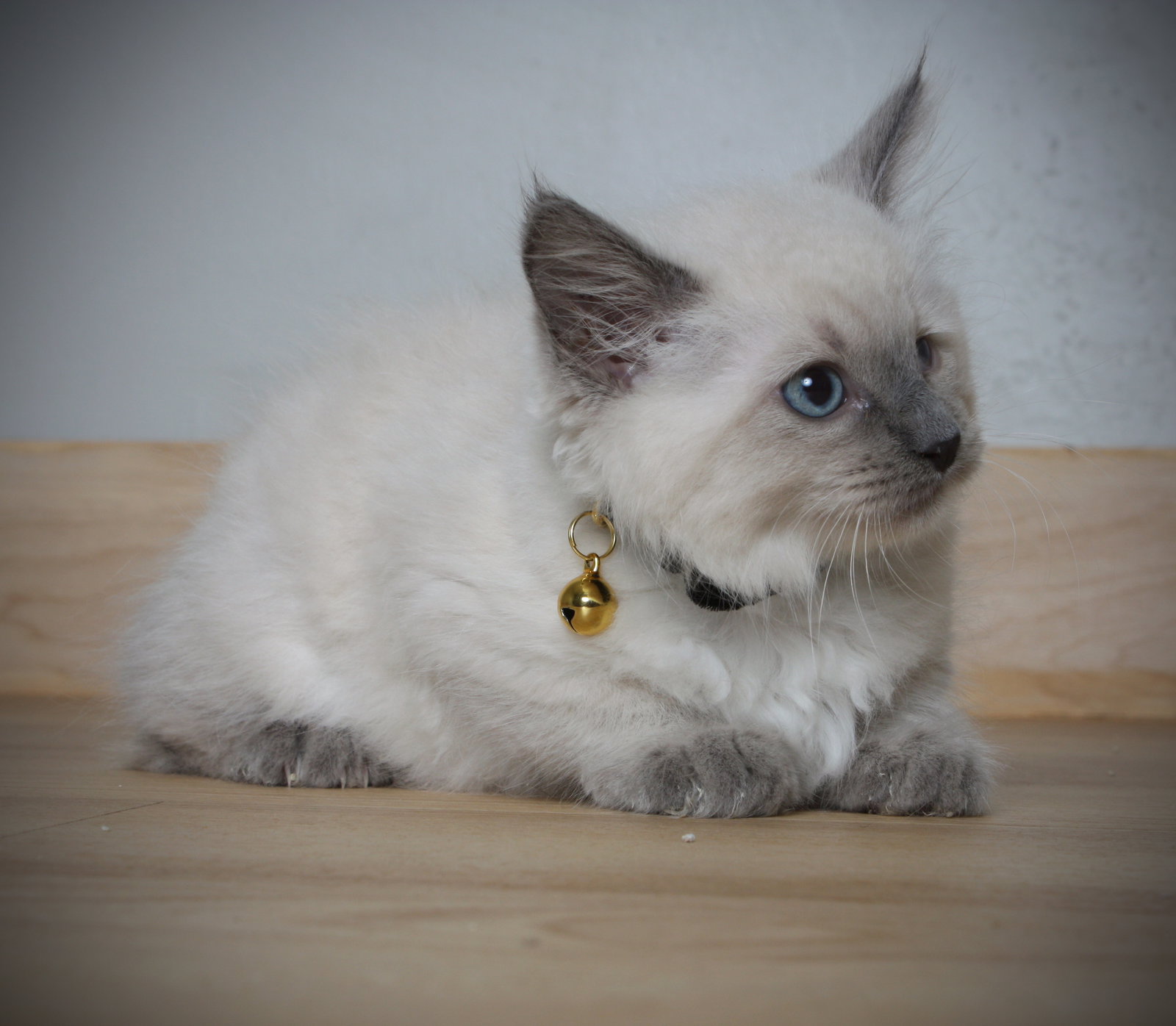 Cats for Adoption in Jordan, Minnesota | Alpha Paw