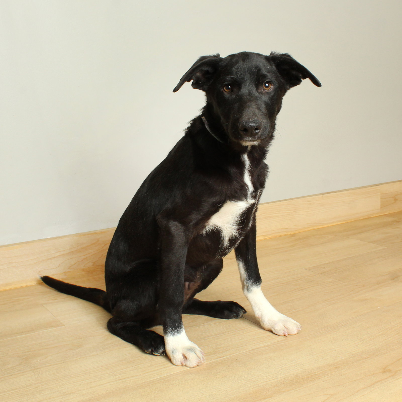 Dog for Adoption - Topaz D221553, a Border Collie in Mcleod County, MN ...