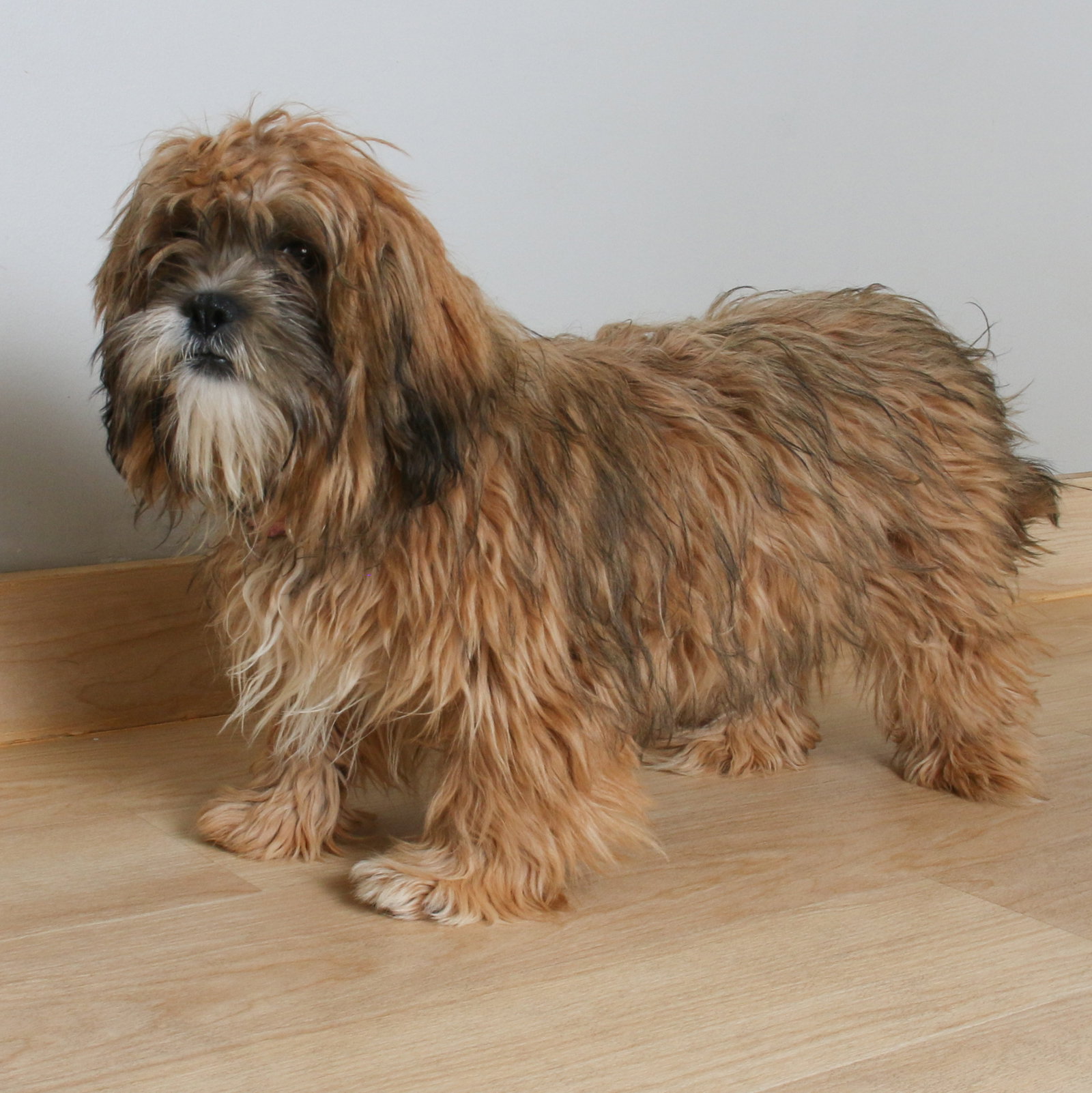 Dog for Adoption - Wanda D221635, a Lhasa Apso in Faribault, MN | Alpha Paw