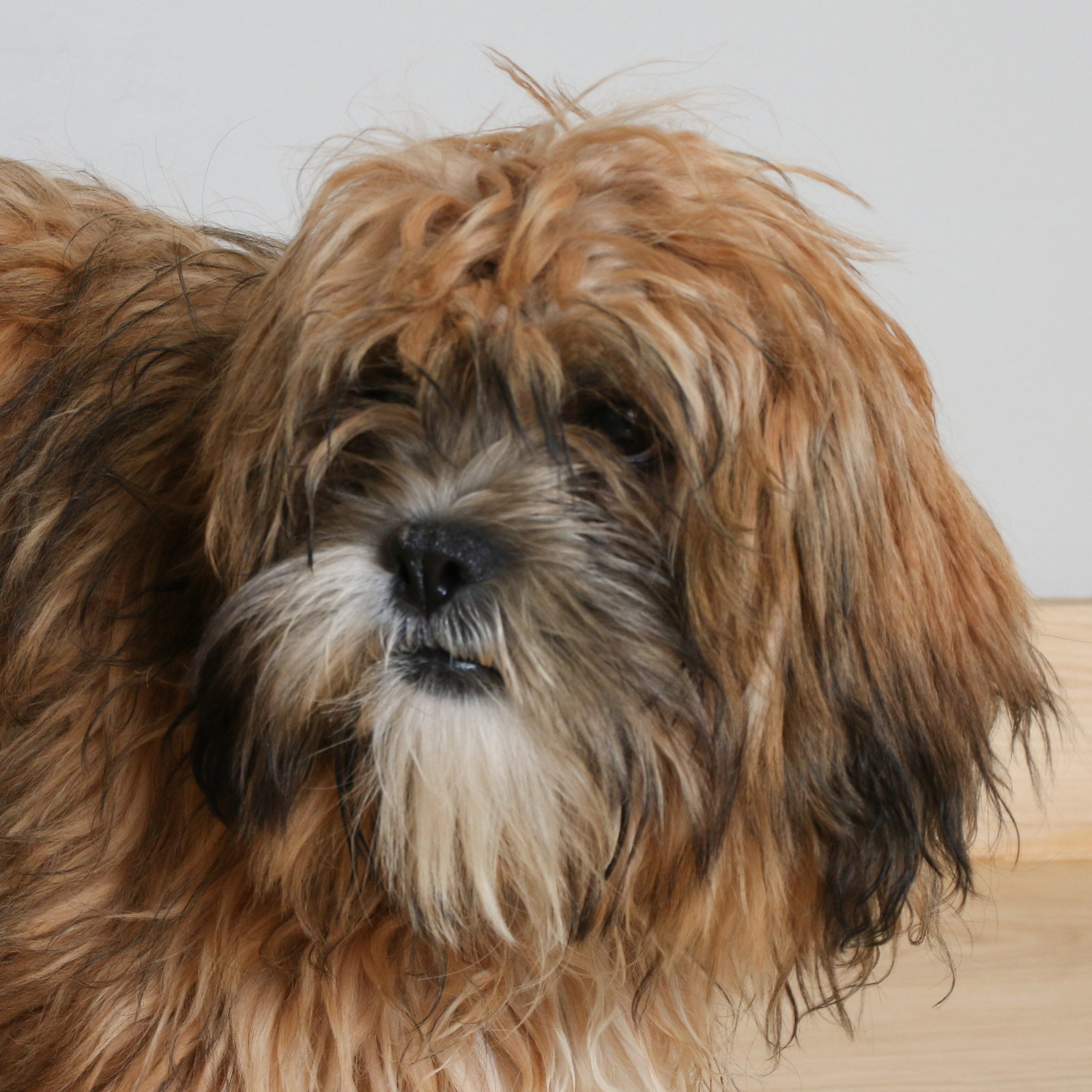 Dog for Adoption - Wanda D221635, a Lhasa Apso in Faribault, MN | Alpha Paw