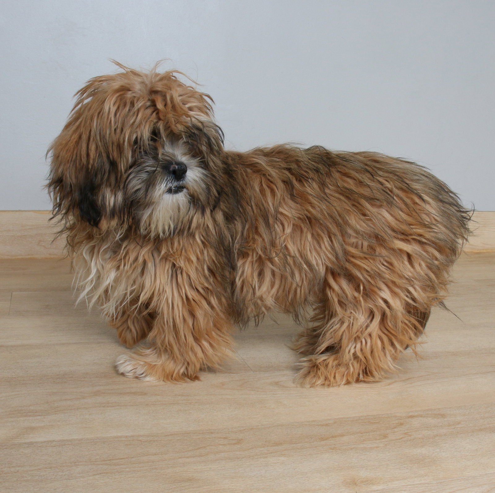 Dog for Adoption - Wanda D221635, a Lhasa Apso in Faribault, MN | Alpha Paw