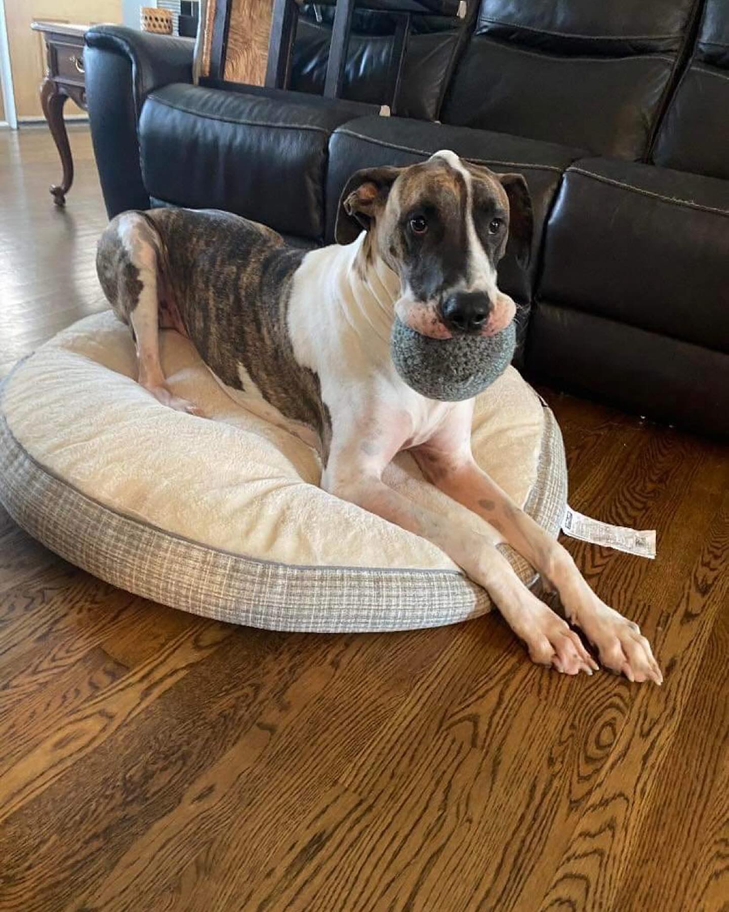 Dog for Adoption - Oscar, a Great Dane in Gaffney, SC | Alpha Paw
