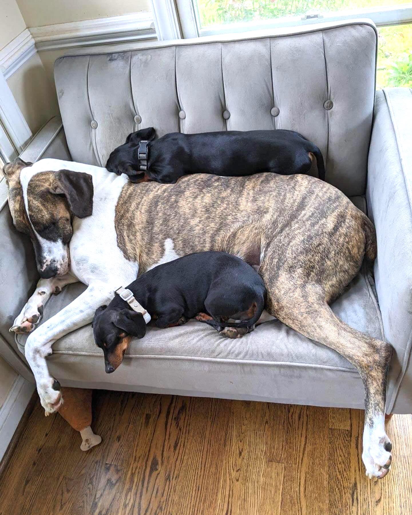 Dog for Adoption - Oscar, a Great Dane in Kannapolis, NC | Alpha Paw