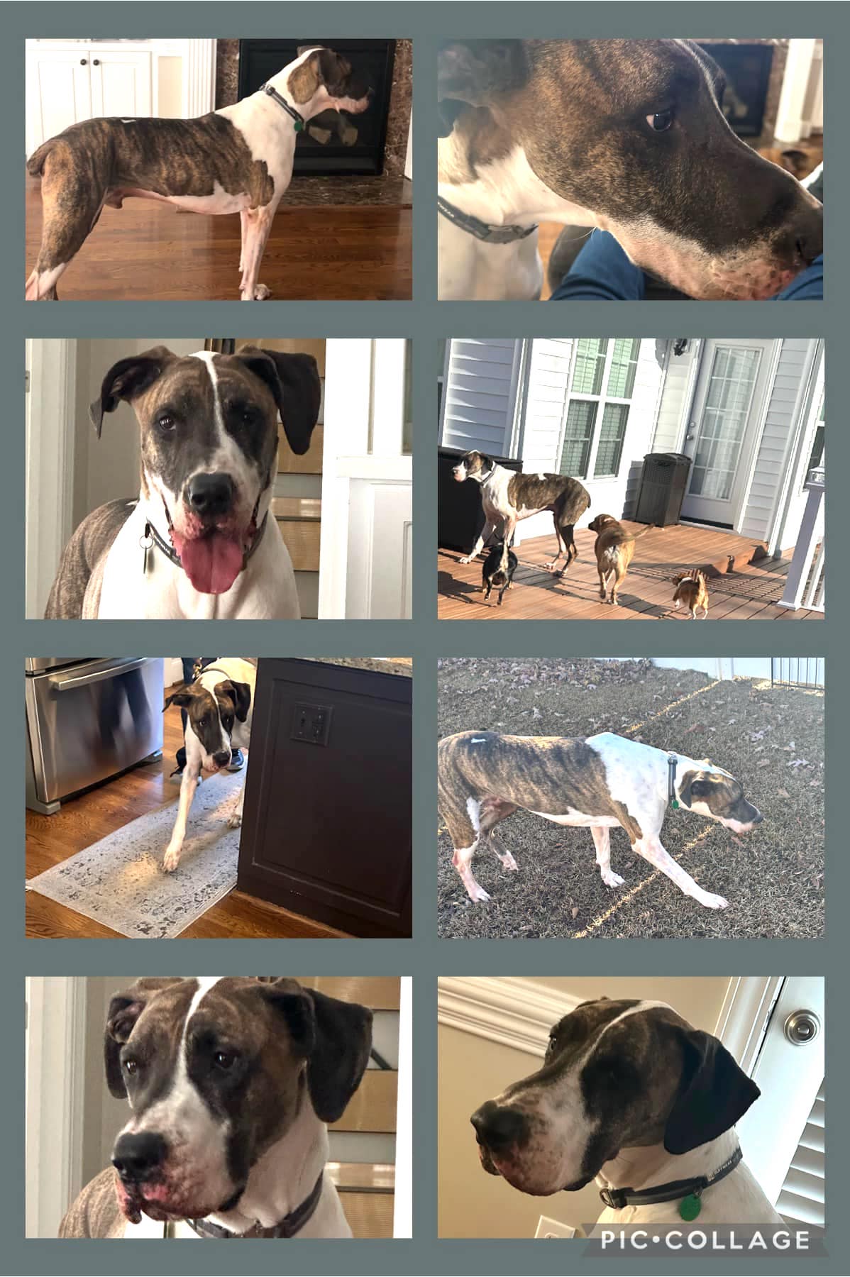 Dog for Adoption - Oscar, a Great Dane in Gaffney, SC | Alpha Paw