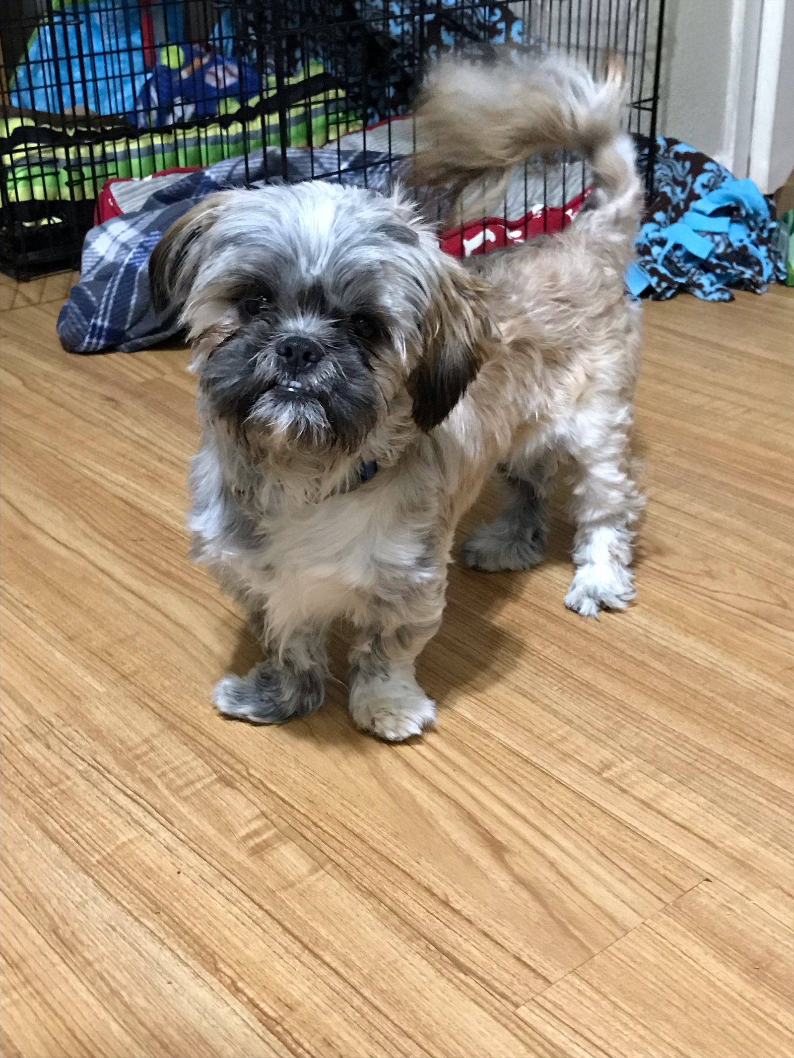 Dog for Adoption - Snickers, a Shih Tzu in Weatherford, TX | Alpha Paw