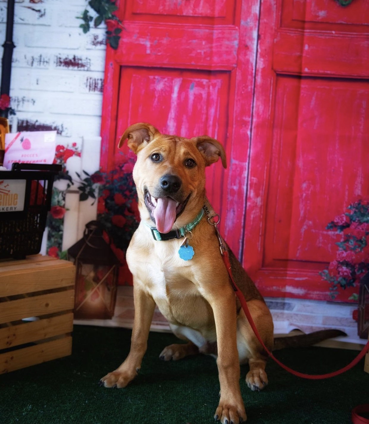 Dog for Adoption - Jobe, a Rhodesian Ridgeback in Fort Worth, TX ...