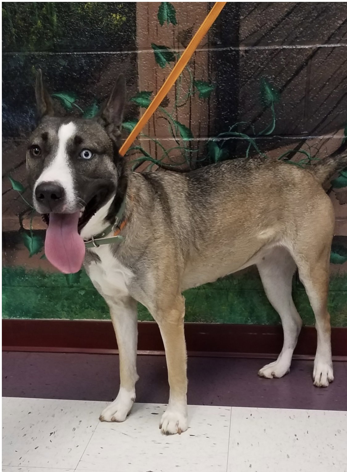 Dog for Adoption - Luna lu, a Akita in Waxahachie, TX | Alpha Paw