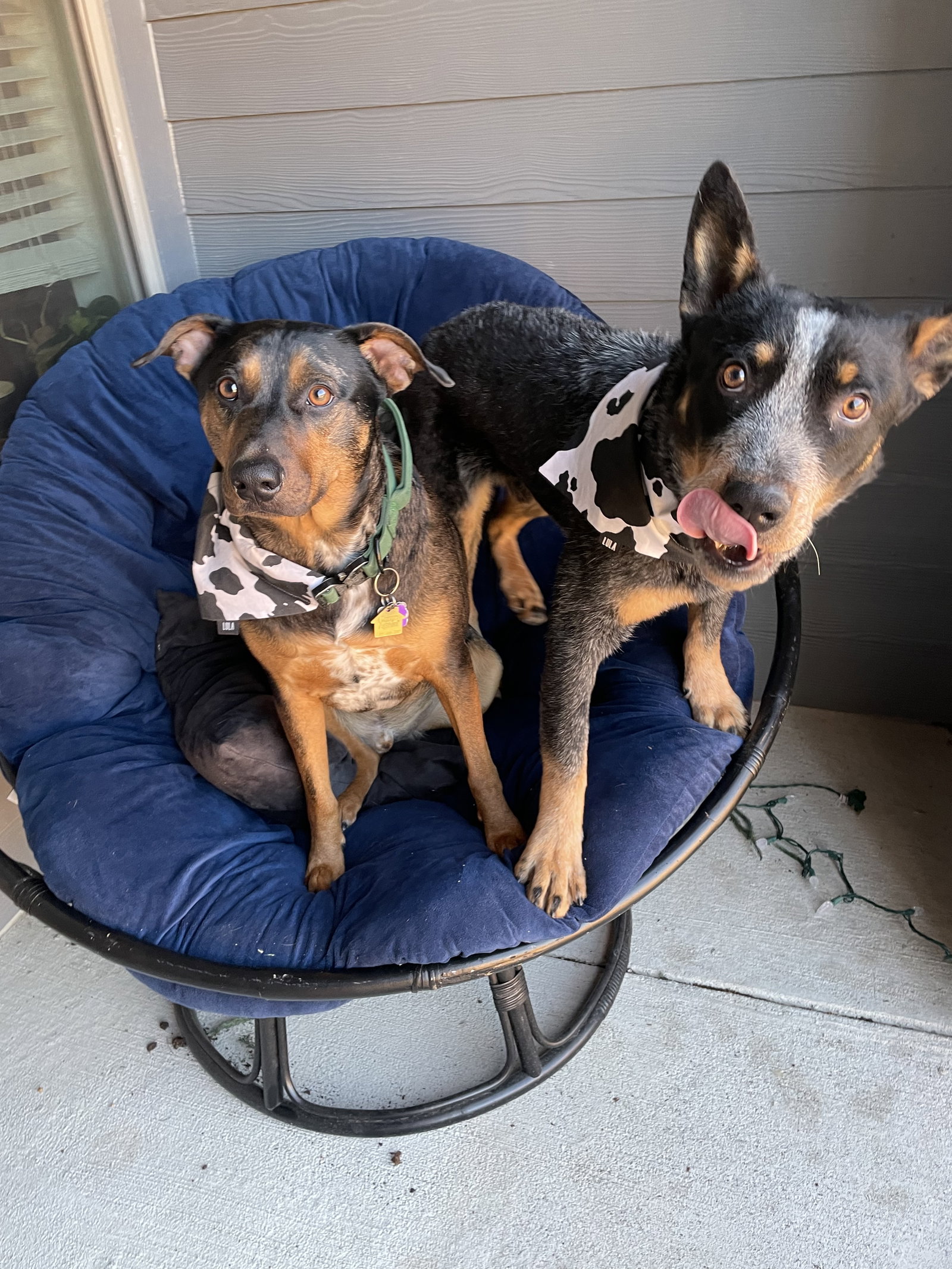 Dog for Adoption - Rip, a Australian Cattle Dog/Blue Heeler in Palmer ...