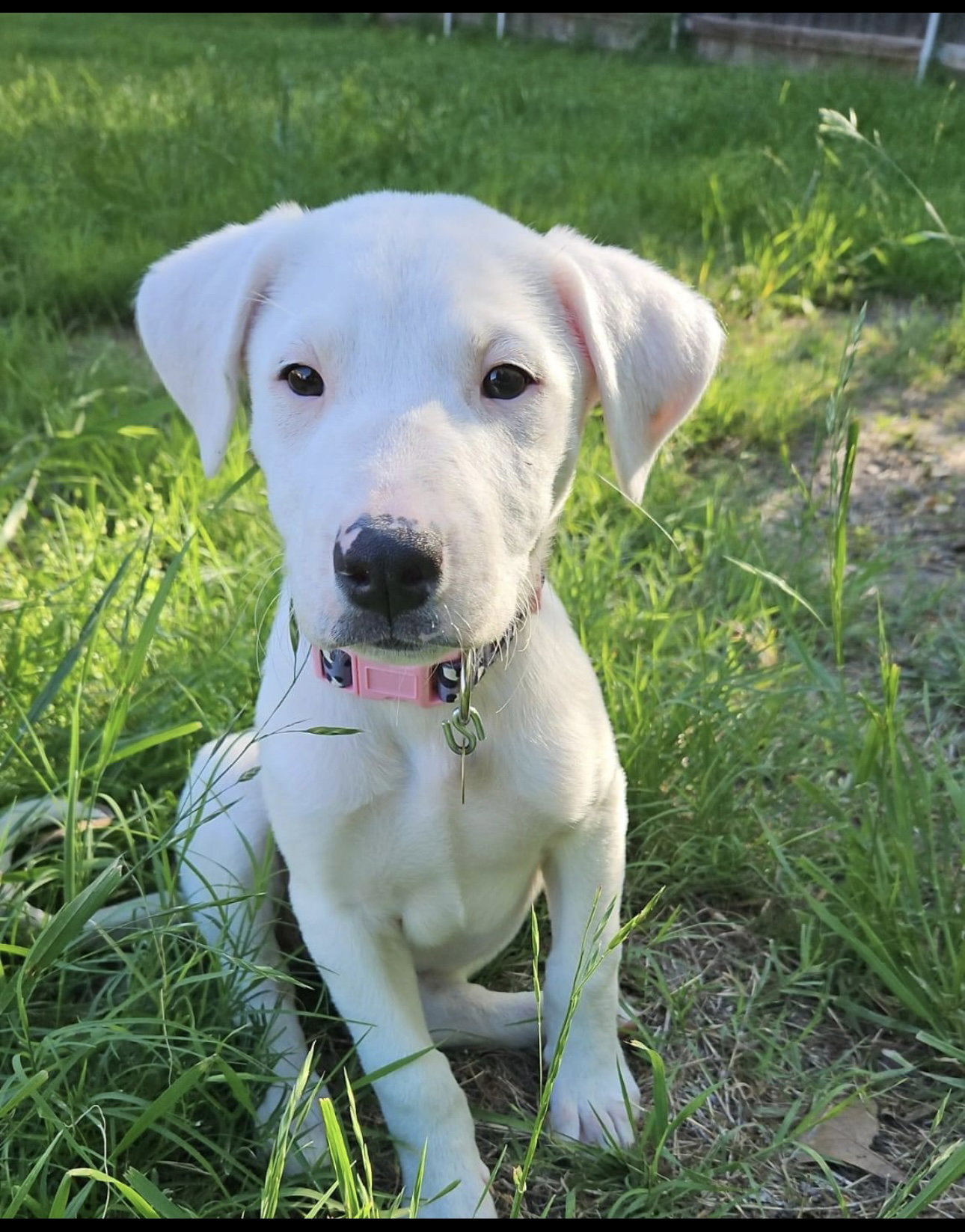 Dog for Adoption - Posh, a Hound in Rockwall County, TX | Alpha Paw