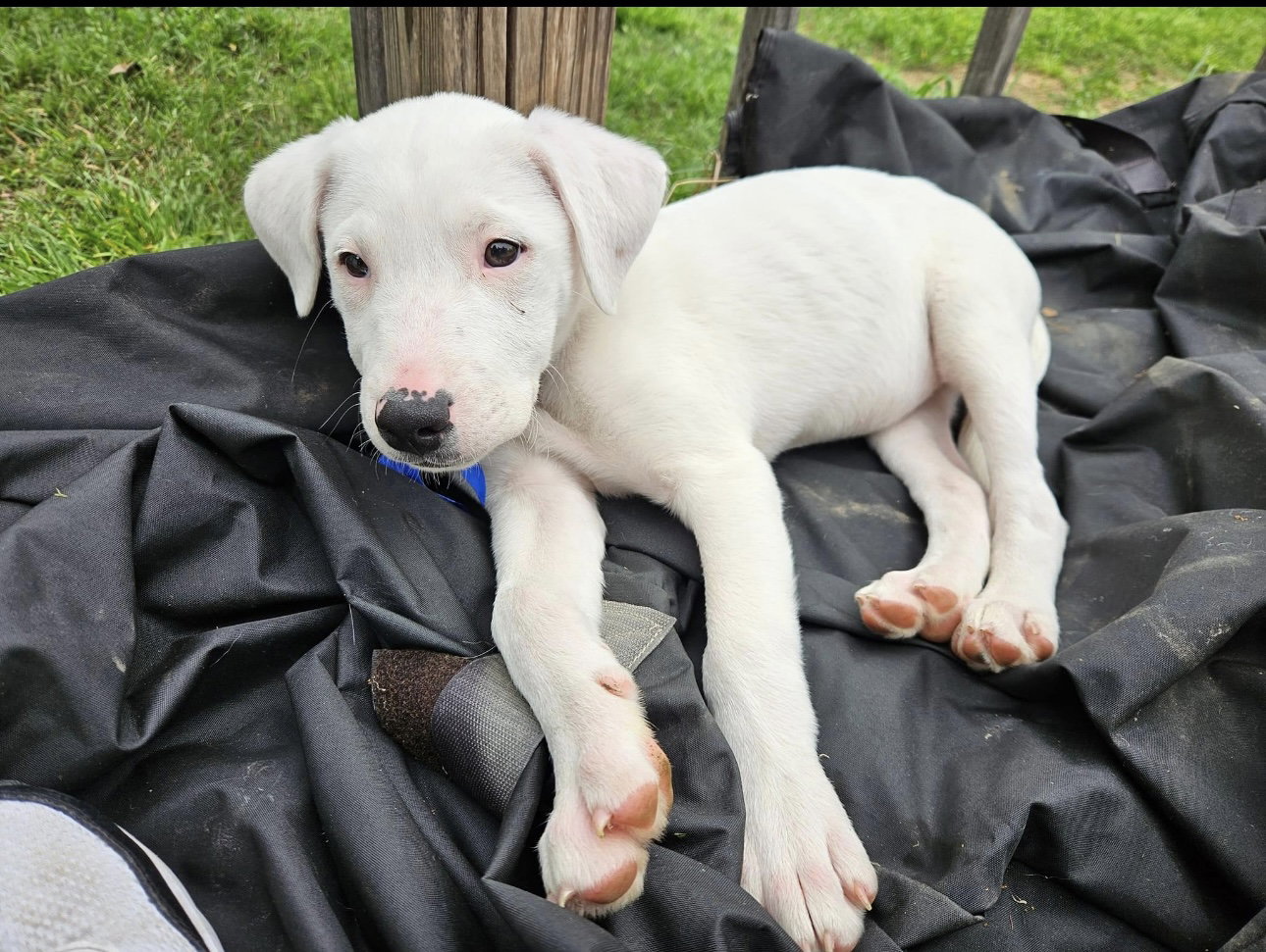 Dog for Adoption - Posh, a Hound in Rockwall County, TX | Alpha Paw