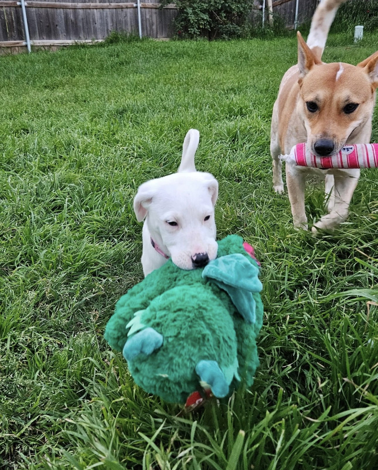 Dog for Adoption - Posh, a Hound in Rockwall County, TX | Alpha Paw